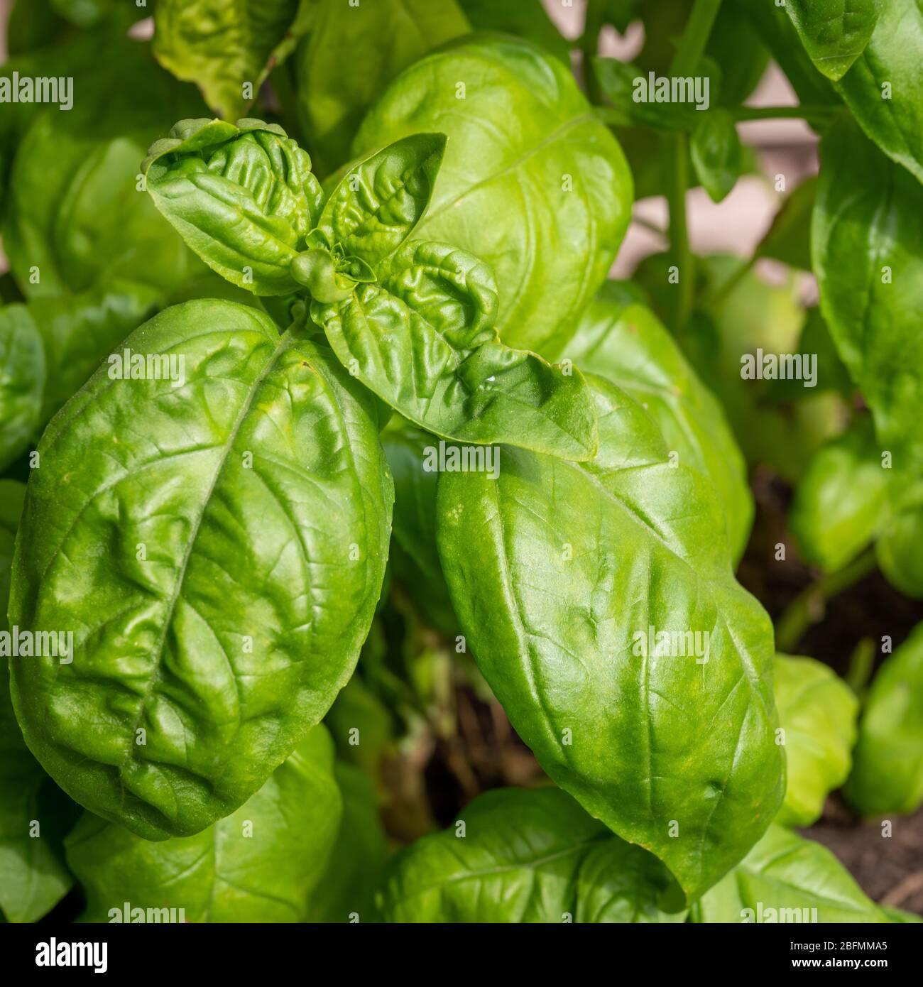 Fresh homegrown basil growing in flower pot,close up.Plant care ...