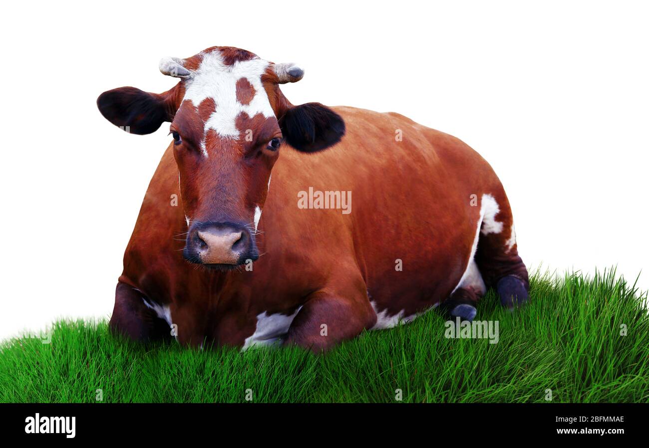 Cow isolated on white Stock Photo - Alamy