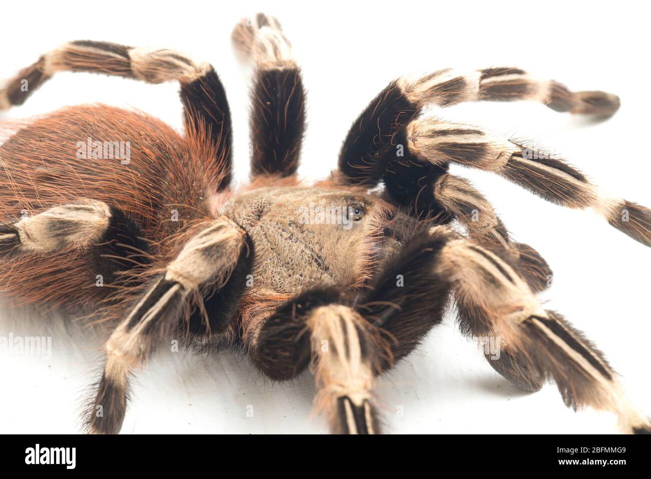 The Brazilian red and white tarantula (Nhandu chromatus) is a tarantula ...