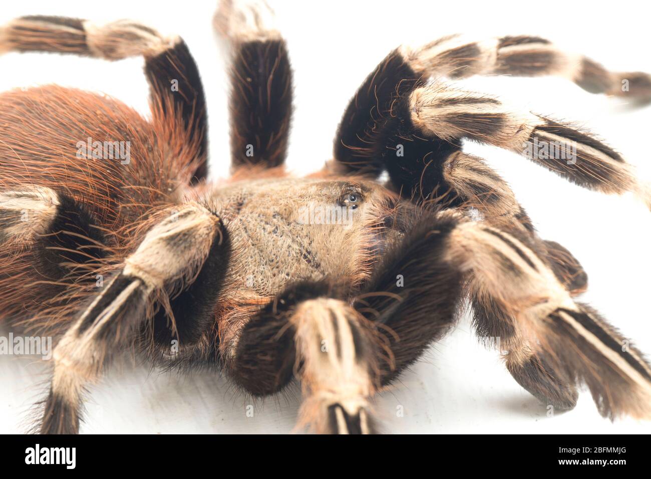 The Brazilian red and white tarantula (Nhandu chromatus) is a tarantula ...