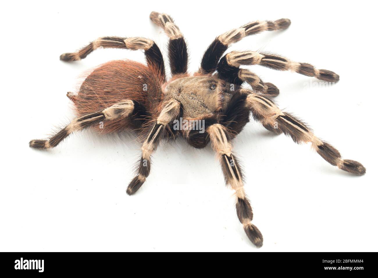 The Brazilian red and white tarantula (Nhandu chromatus) is a tarantula ...