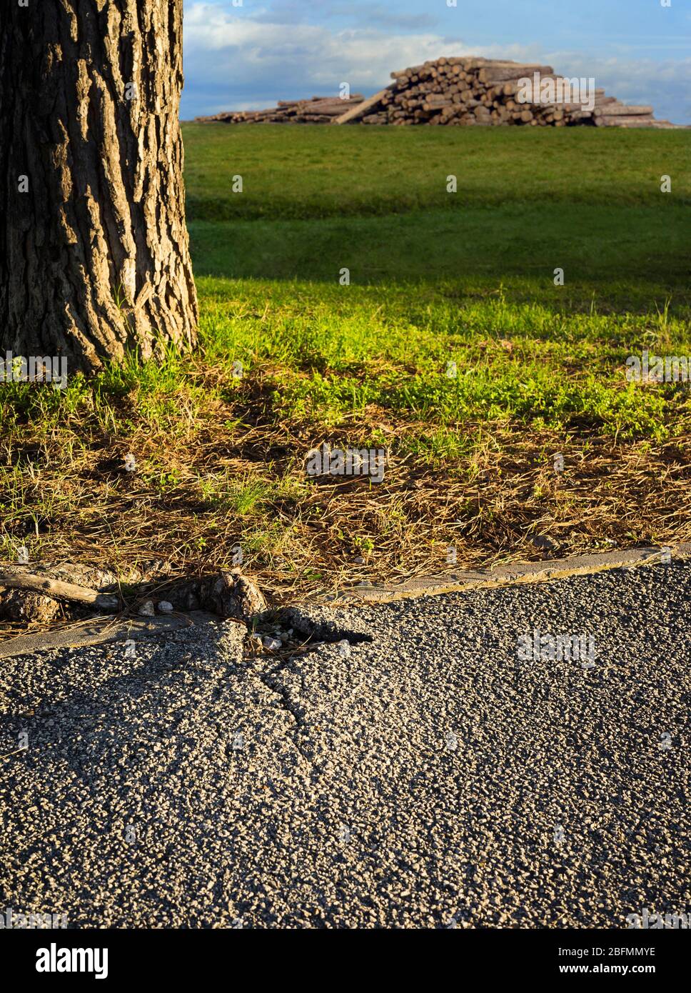 Root from a tree is breaking the asphalt Stock Photo - Alamy