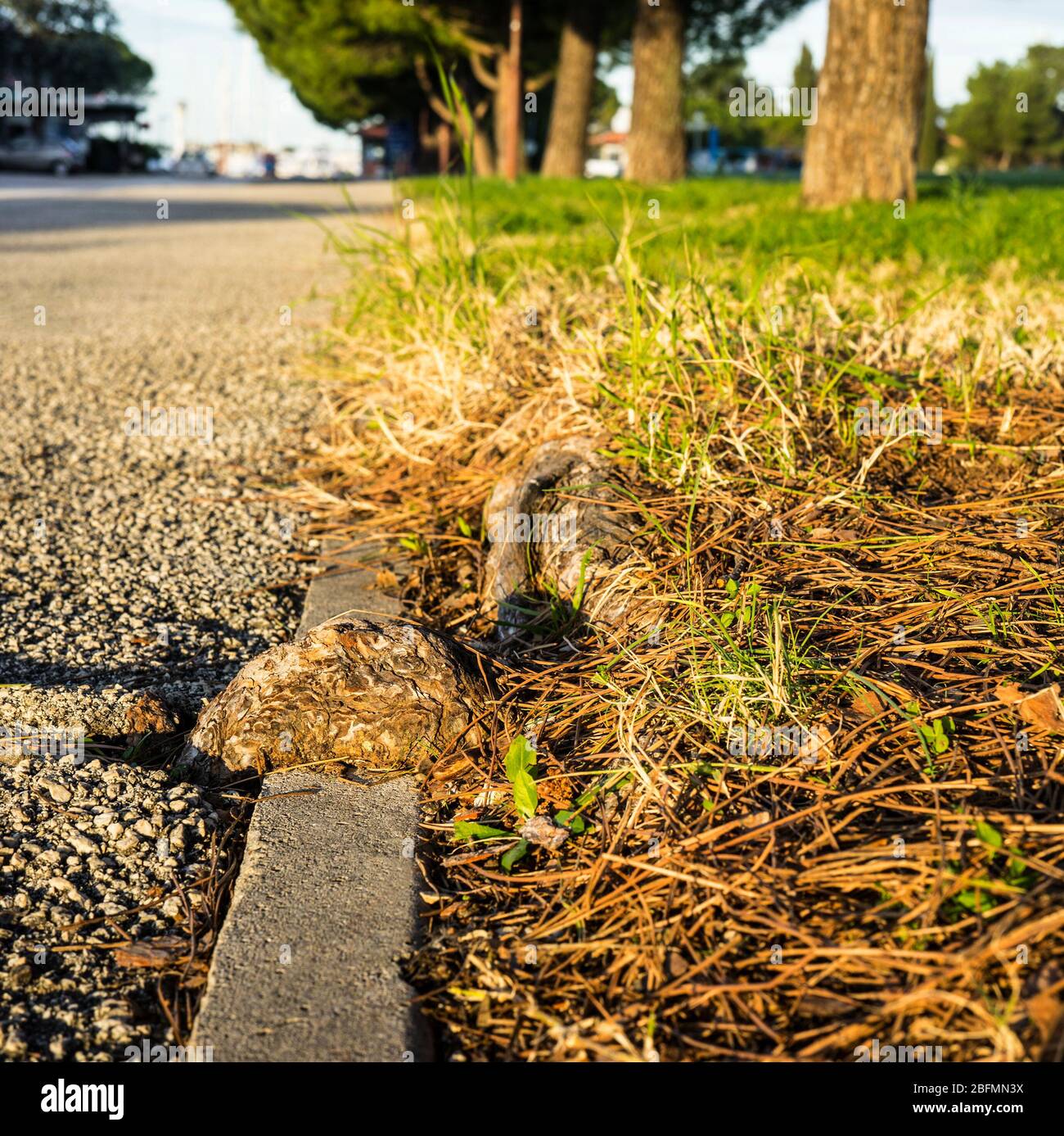 Tree root sidewalk hi-res stock photography and images - Alamy