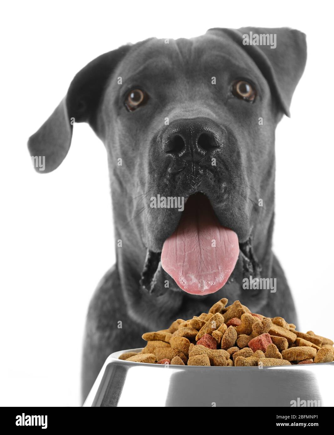 Hungry dog with bowl of tasty food, isolated on white Stock Photo - Alamy