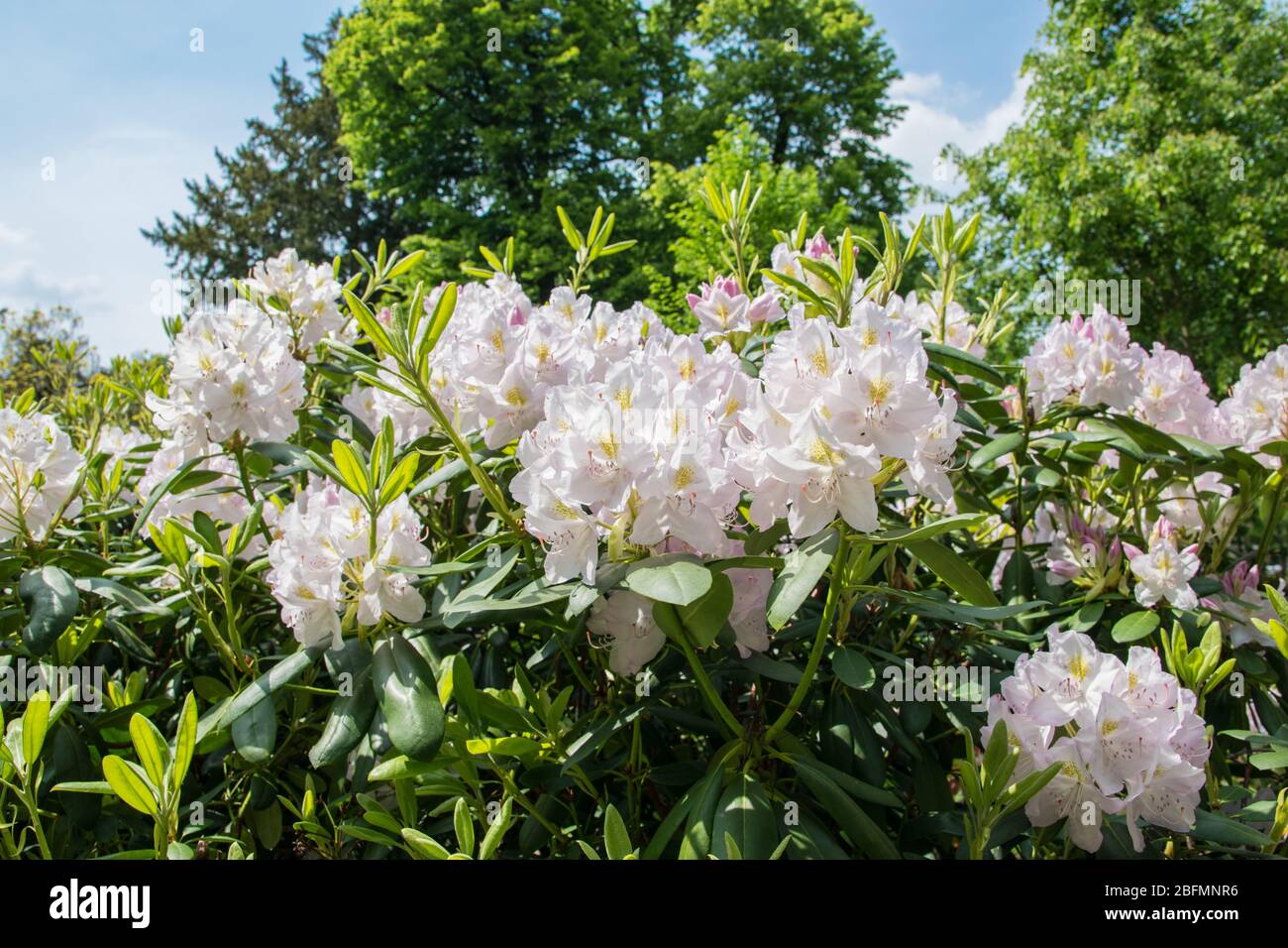 Beautiful white flowers in spring garden in sunny day on the sky ...