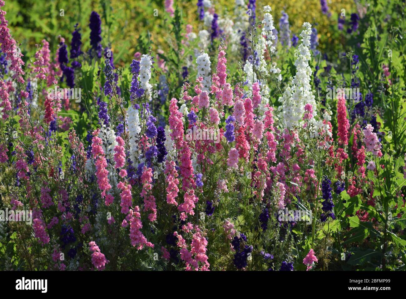 colorful Larkspur on a Flower plantation Stock Photo - Alamy