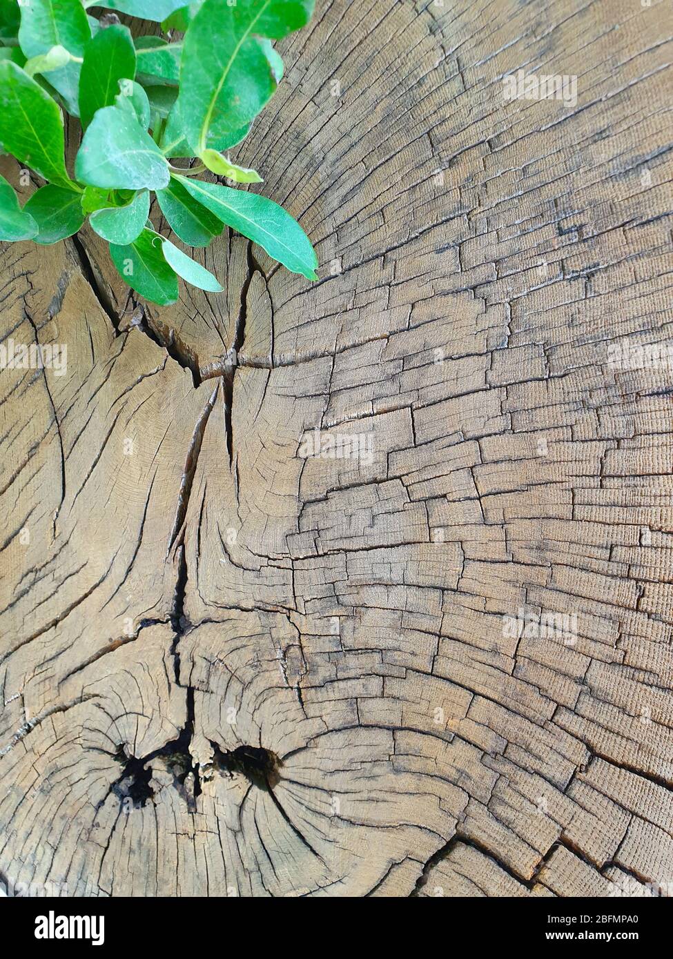 Natural dry tree trunk with beautiful embossed texture and green leaves ...