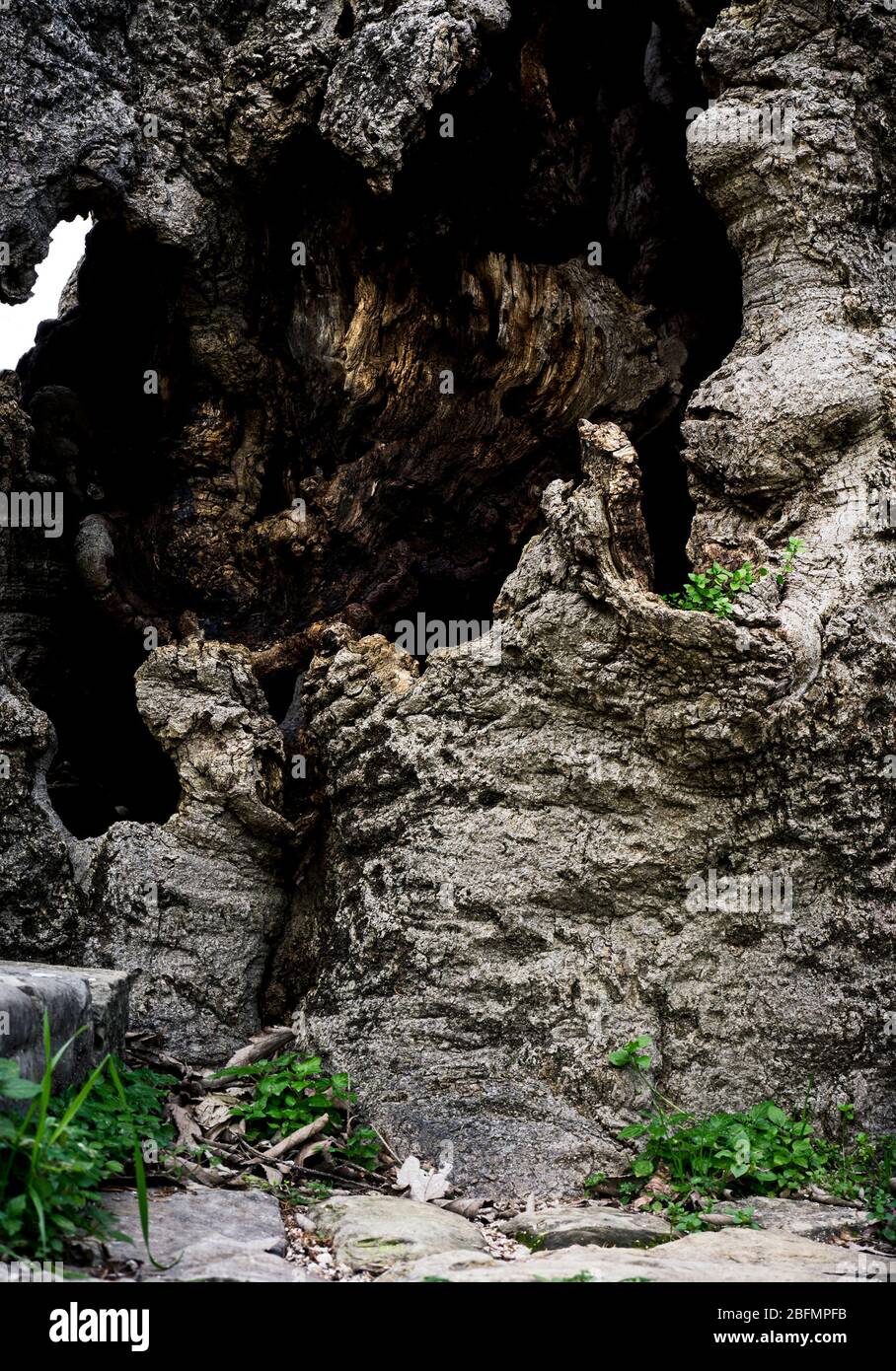 Very old rotten bottom tree with emptiness inside Stock Photo - Alamy