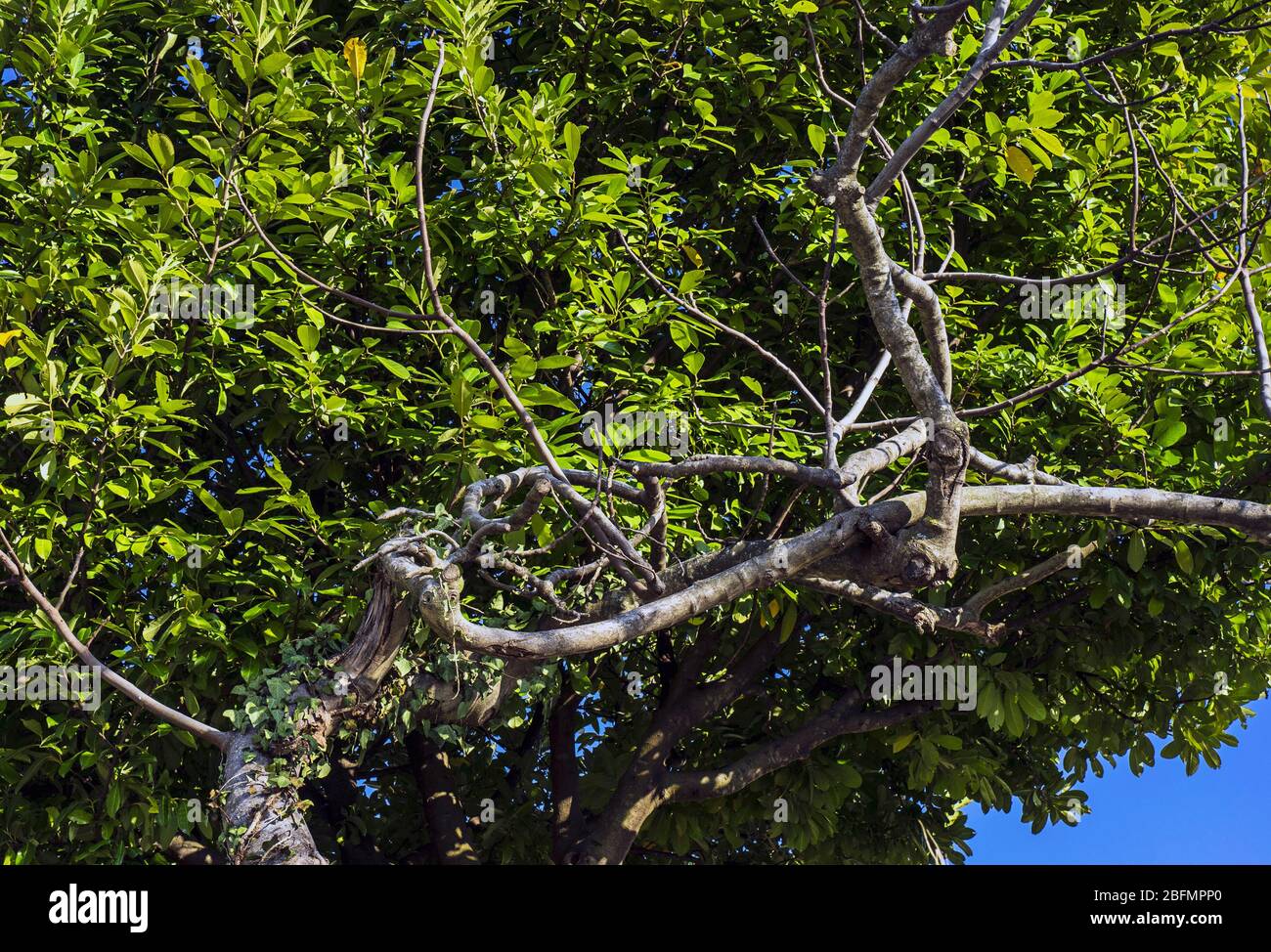 Bushy tree hi-res stock photography and images - Alamy