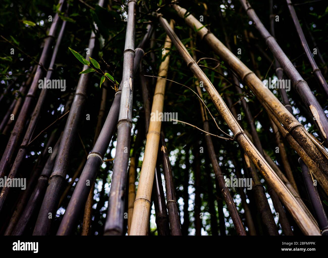 High bamboo trees hi-res stock photography and images - Alamy