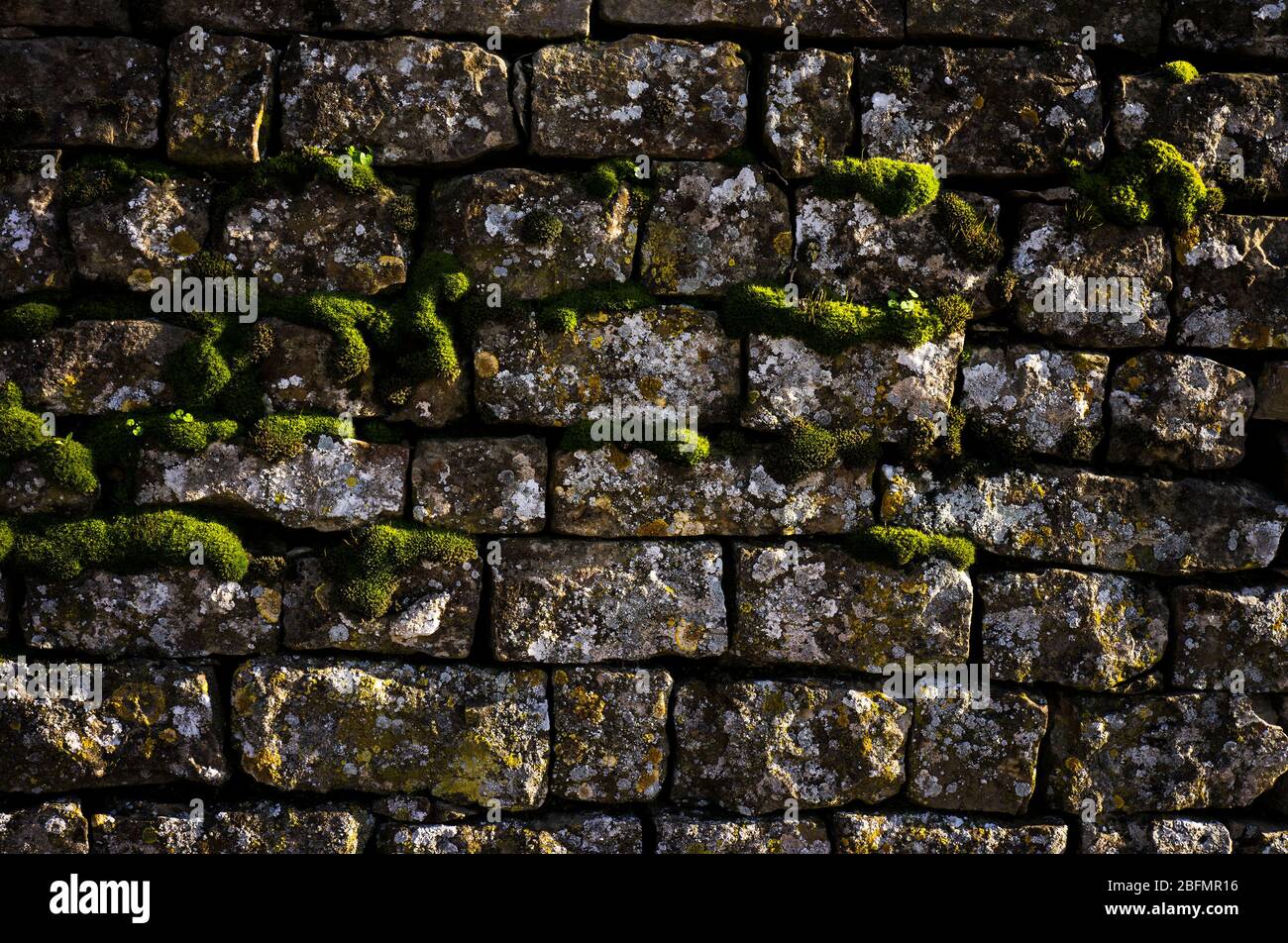 Wall with some growing moss spots Stock Photo - Alamy