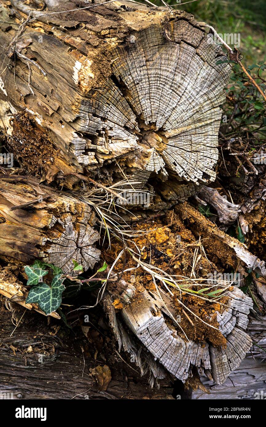 Wood in slowly decaying in the nature ground Stock Photo - Alamy