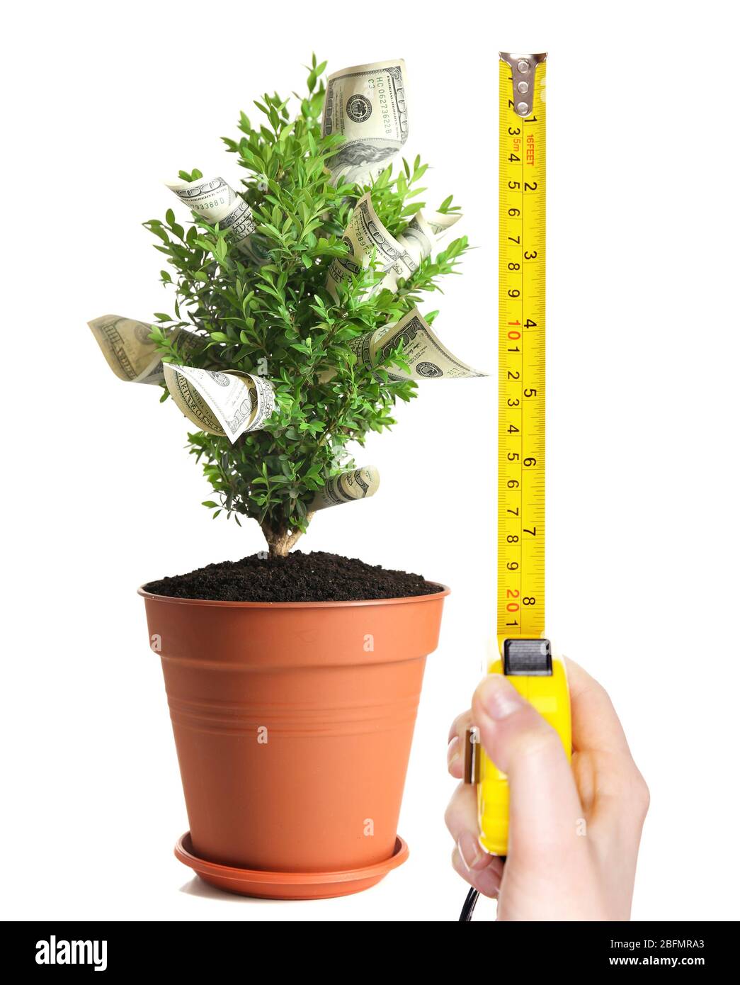 Measure meter tree Cut Out Stock Images & Pictures - Alamy