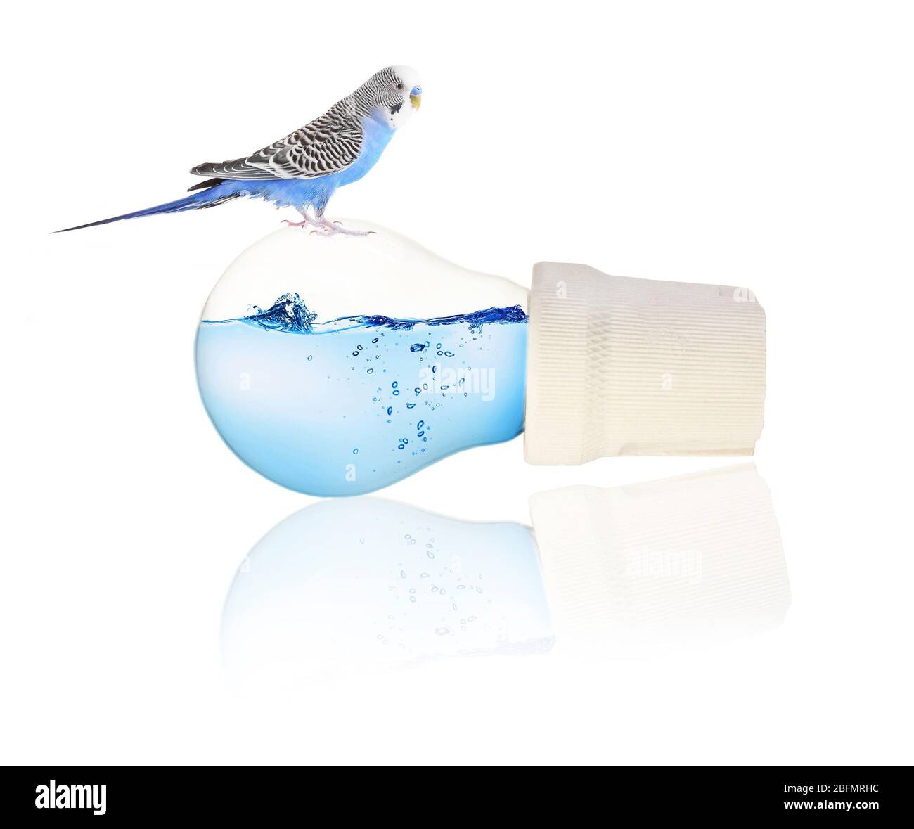 Little blue parrot sitting on light bulb isolated on white Stock Photo ...