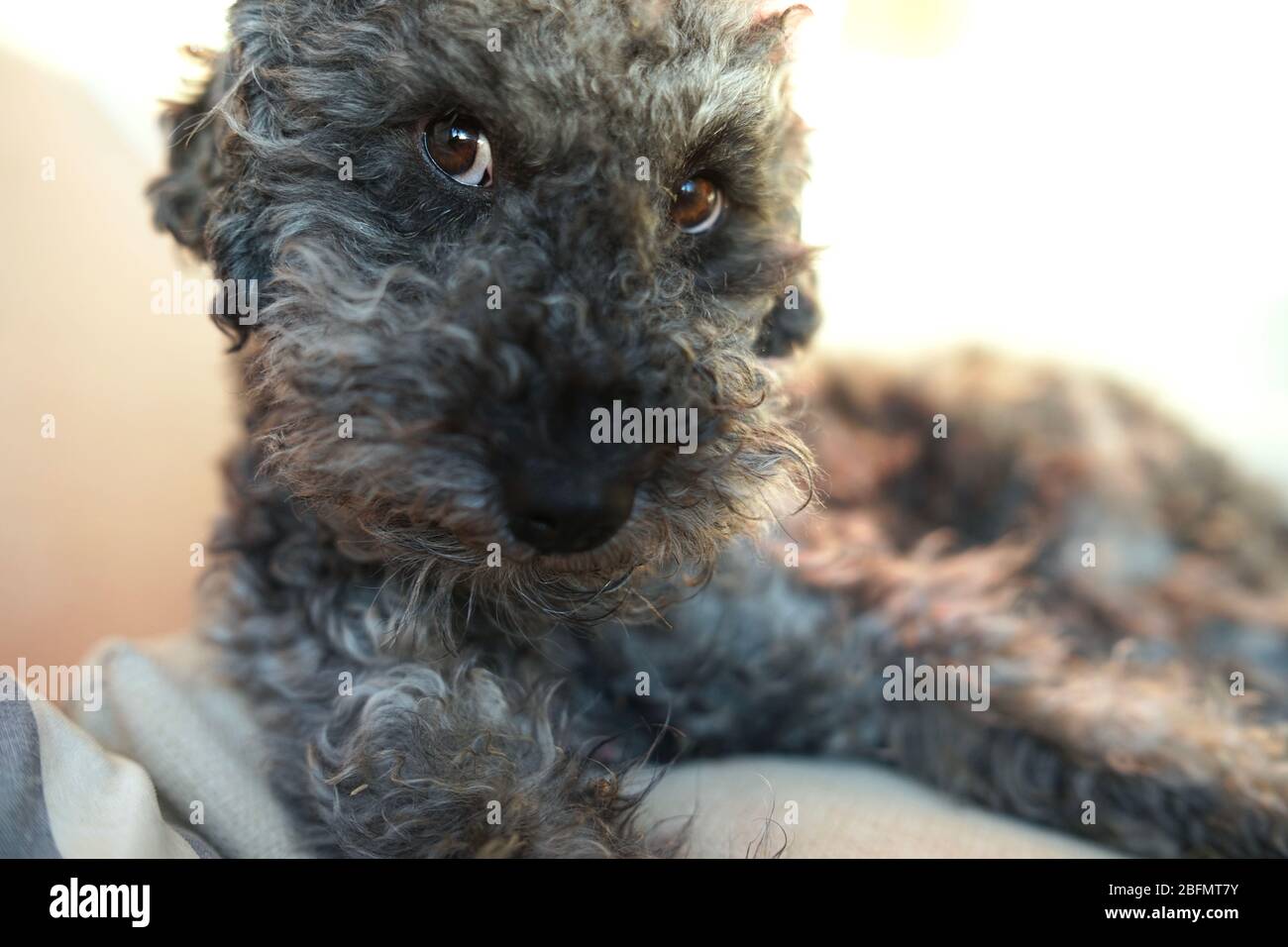 Close up of cute little grey dwarf poodle dog looking right into the ...