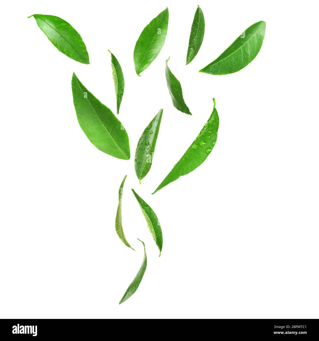 Set citrus tree leaves Cut Out Stock Images & Pictures - Alamy