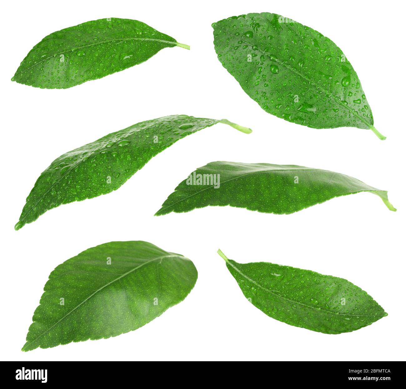 Set citrus tree leaves Cut Out Stock Images & Pictures - Alamy