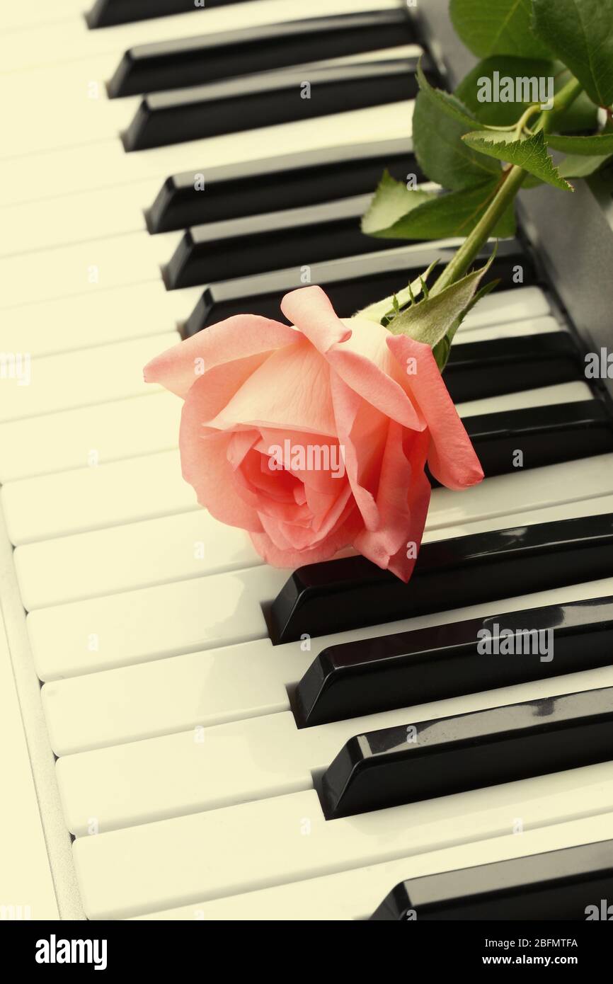 Pink rose on piano keyboard Stock Photo - Alamy