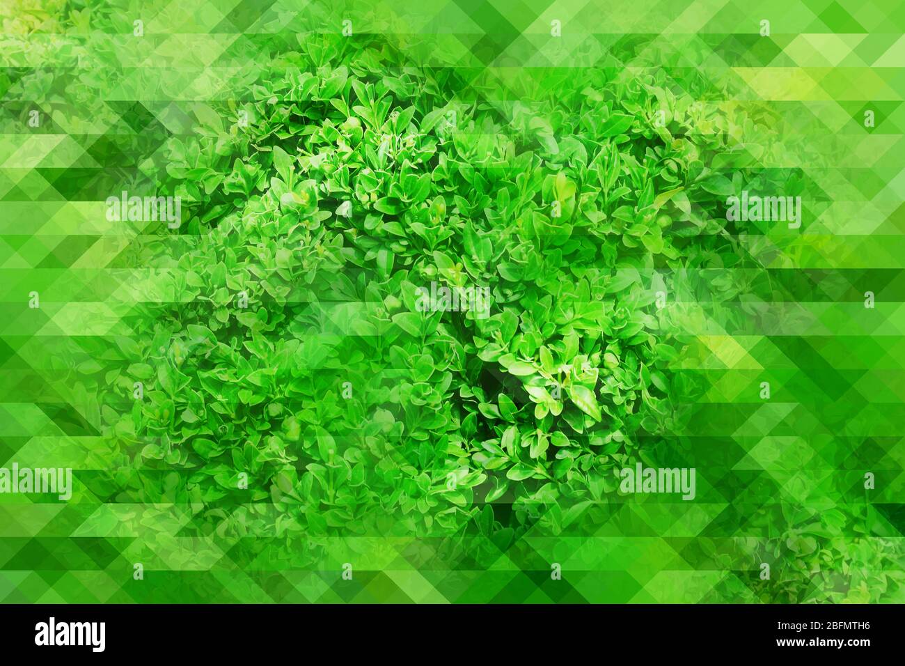 Beautiful spring leaves, abstract background Stock Photo - Alamy