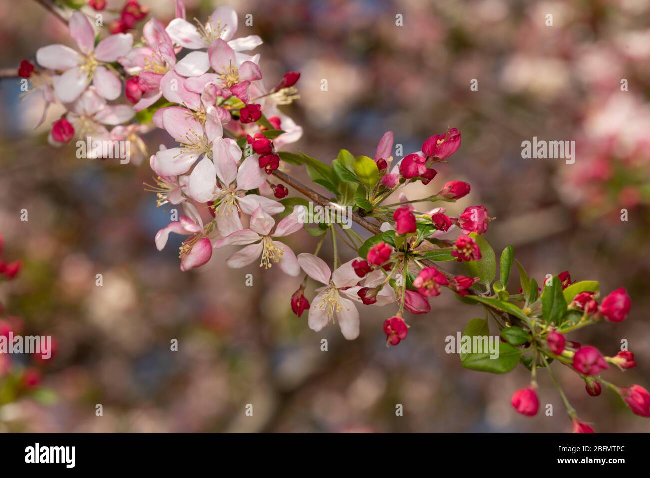 Pink tree blossoms vibrant in spring time Stock Photo - Alamy