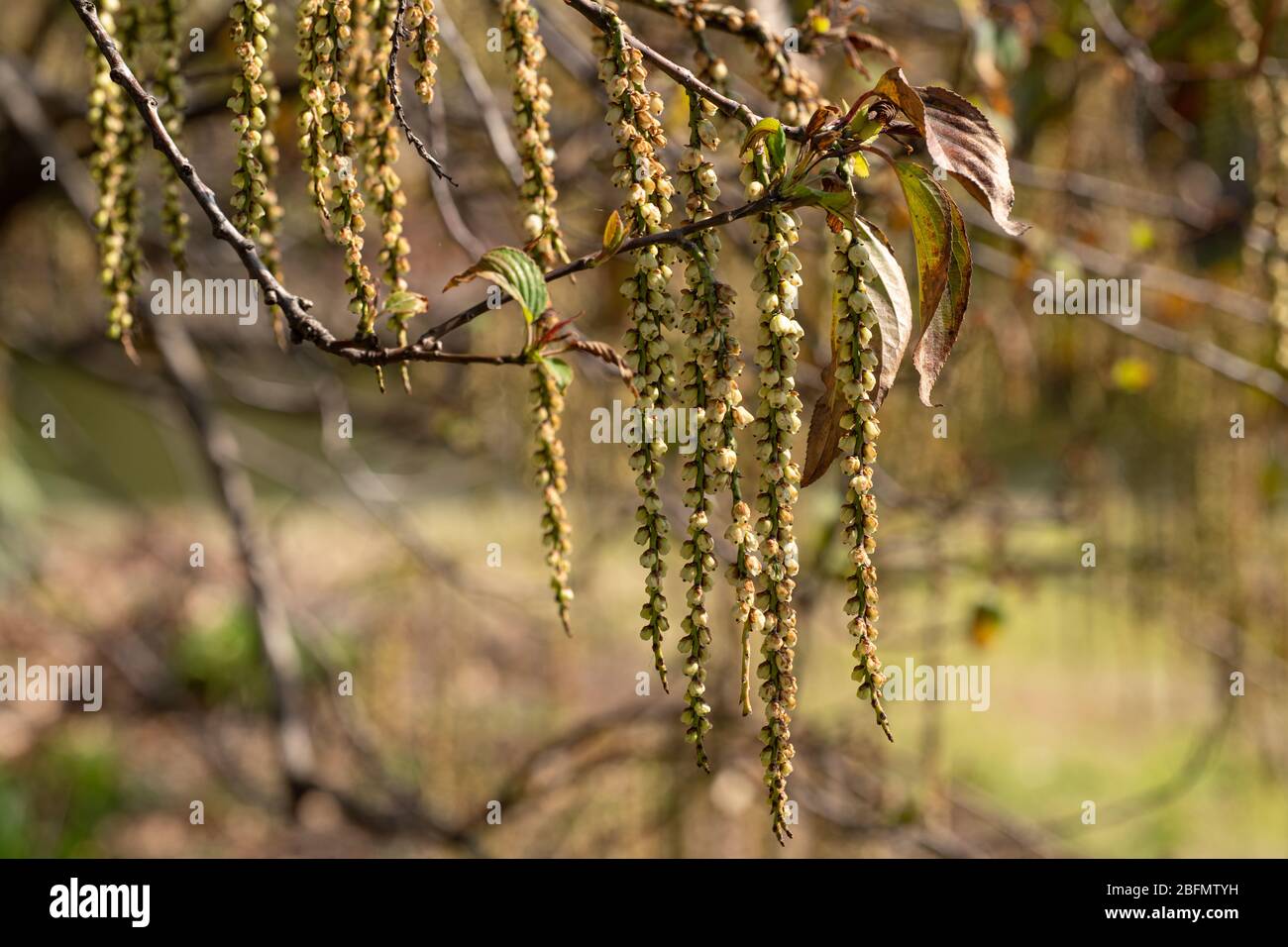 Flowers on a tree hang down in tiny strings of buds Stock Photo - Alamy