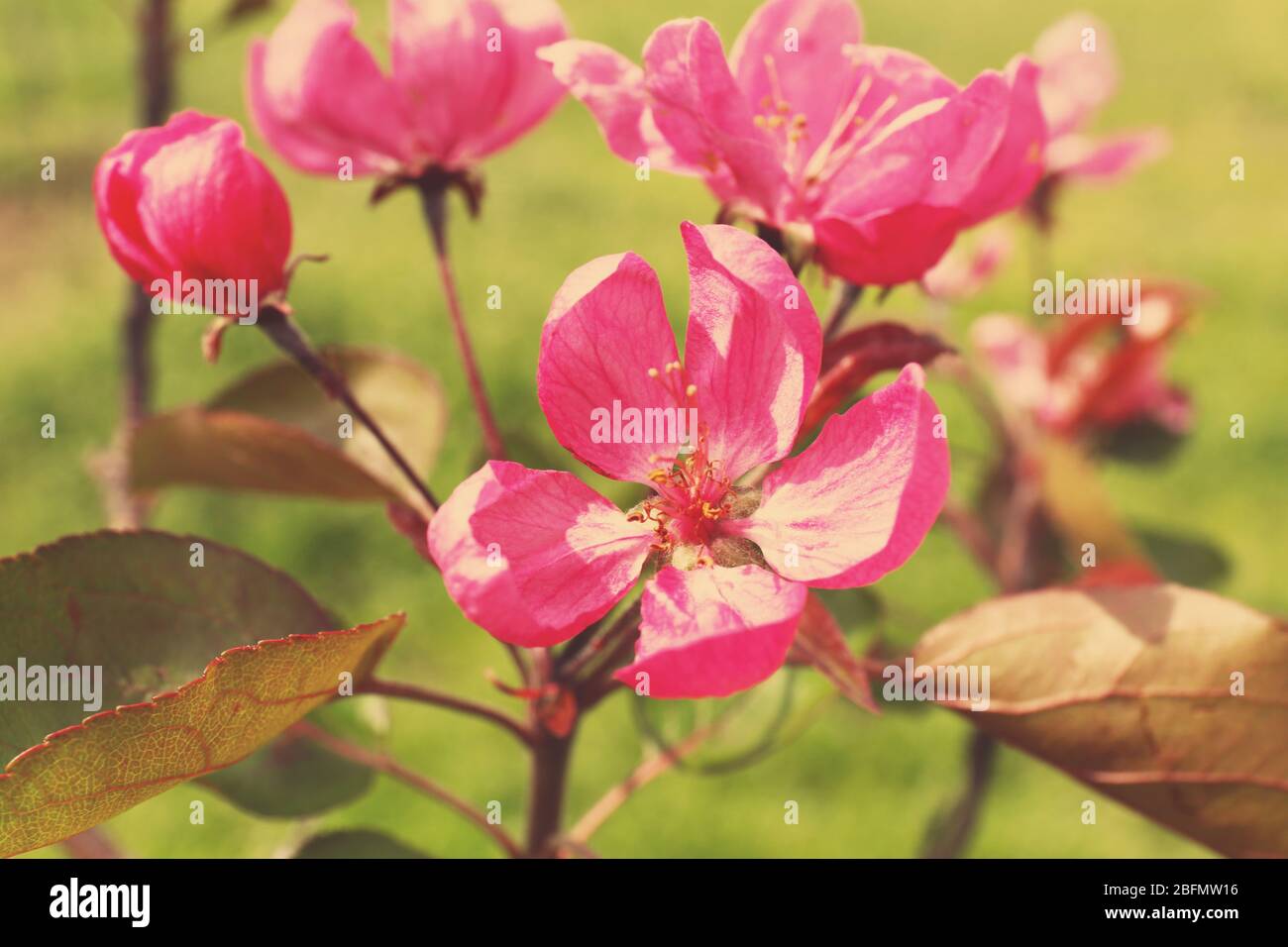 Blooming pink flowers, outdoor Stock Photo - Alamy