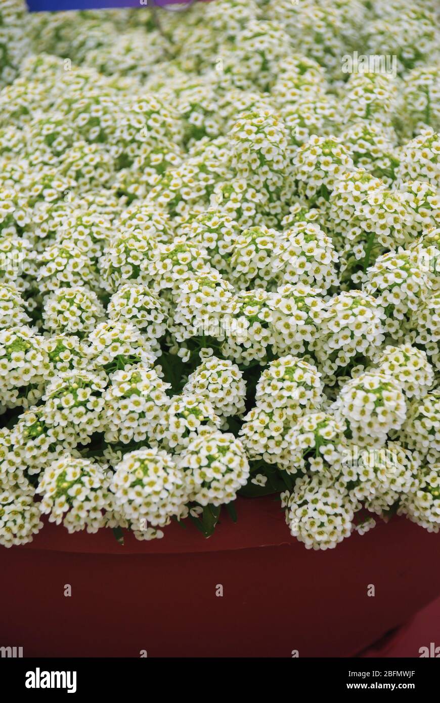 Alyssum flowers. Alyssum in sweet colors. Alyssum in a red brown pot on ...