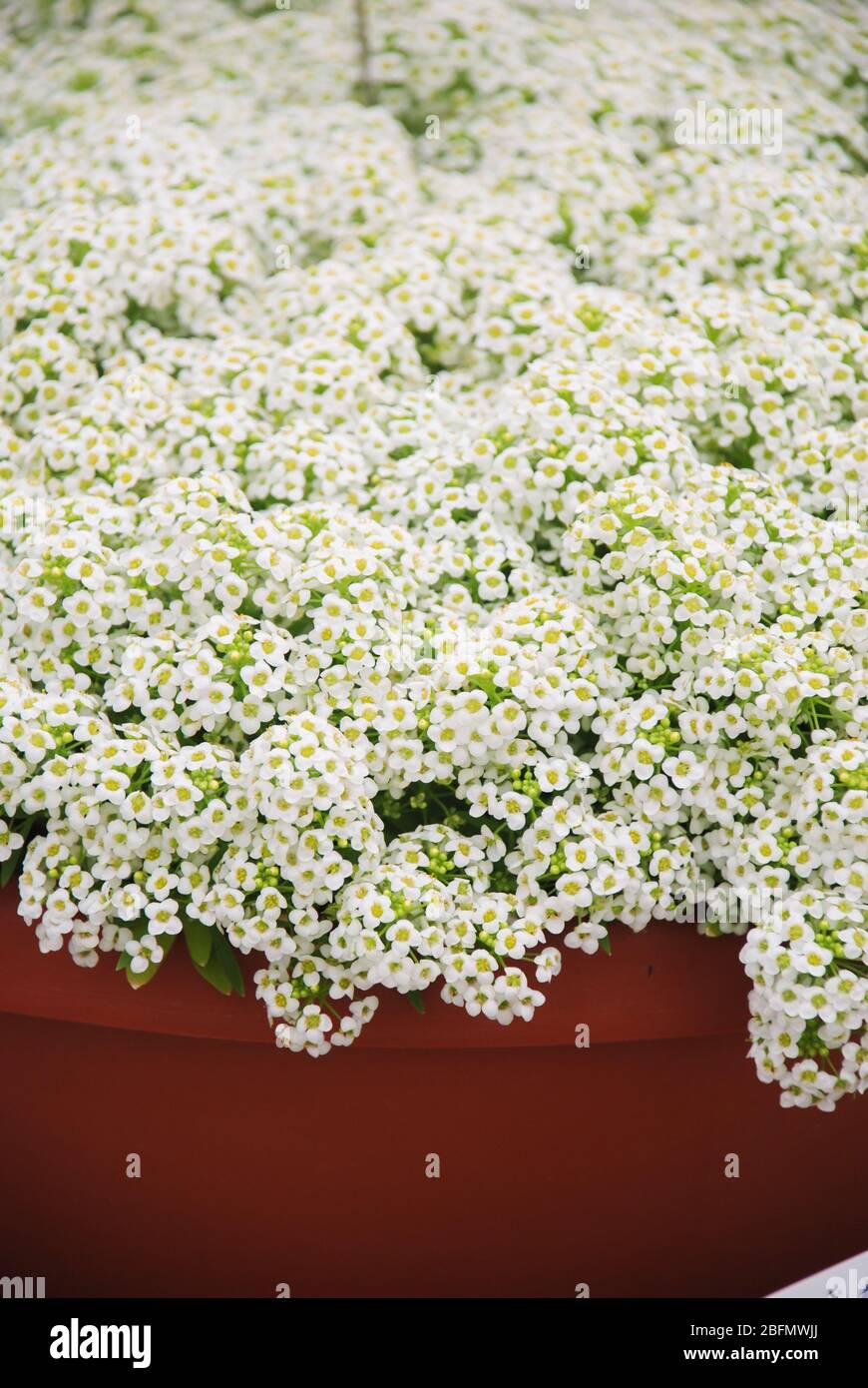 Alyssum flowers. Alyssum in sweet colors. Alyssum in a red brown pot on ...