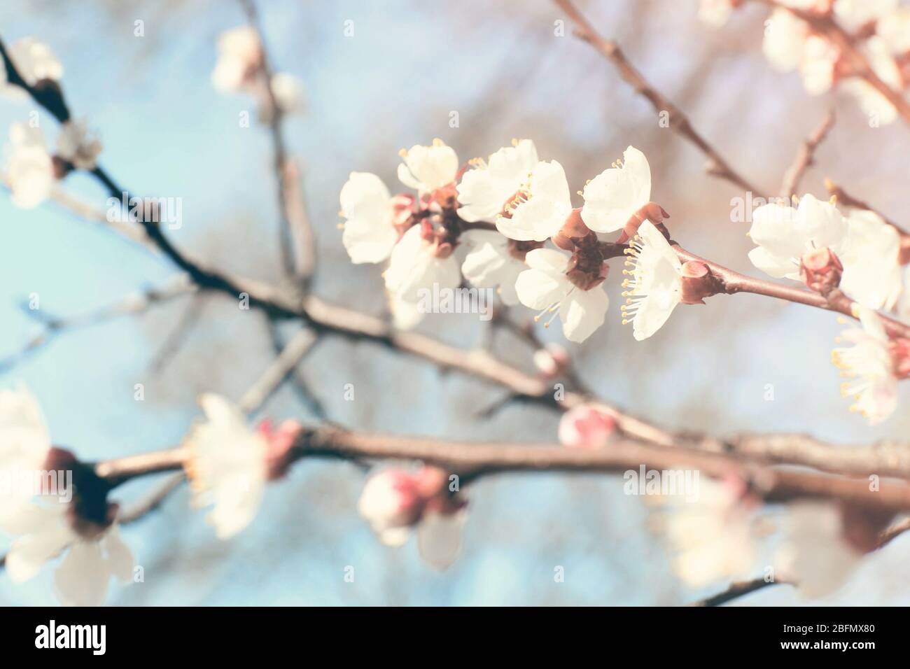 Blooming cherry tree twigs in spring close up. Retro style Stock Photo ...