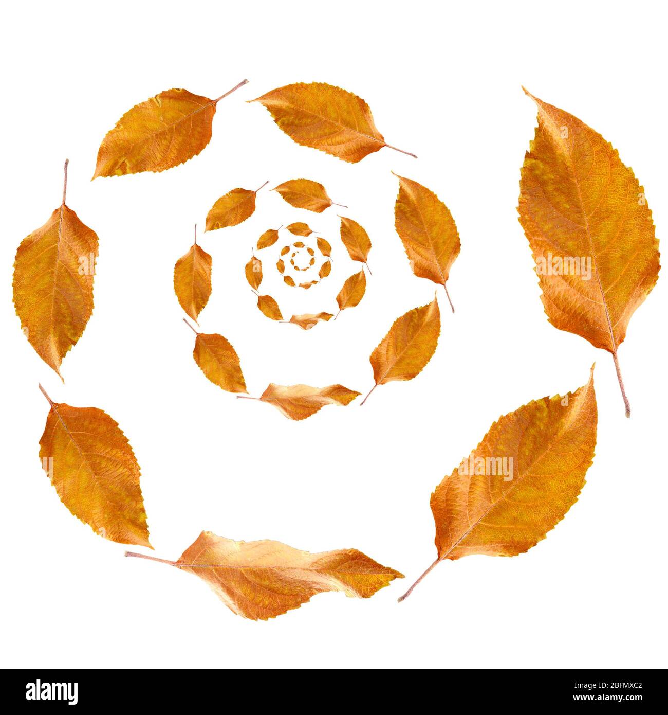 Dry autumn leaves spiral isolated on white Stock Photo - Alamy