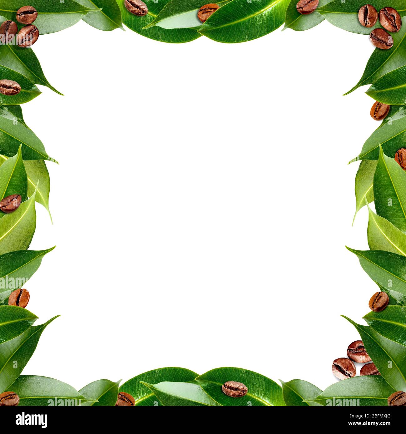 Frame made of coffee beans and green fresh leaves, isolated on white ...