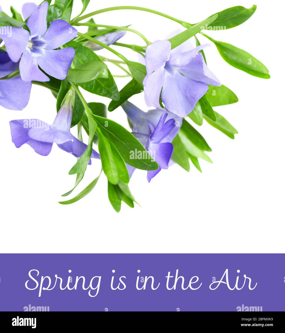 Purple periwinkle and spring text isolated on white Stock Photo - Alamy