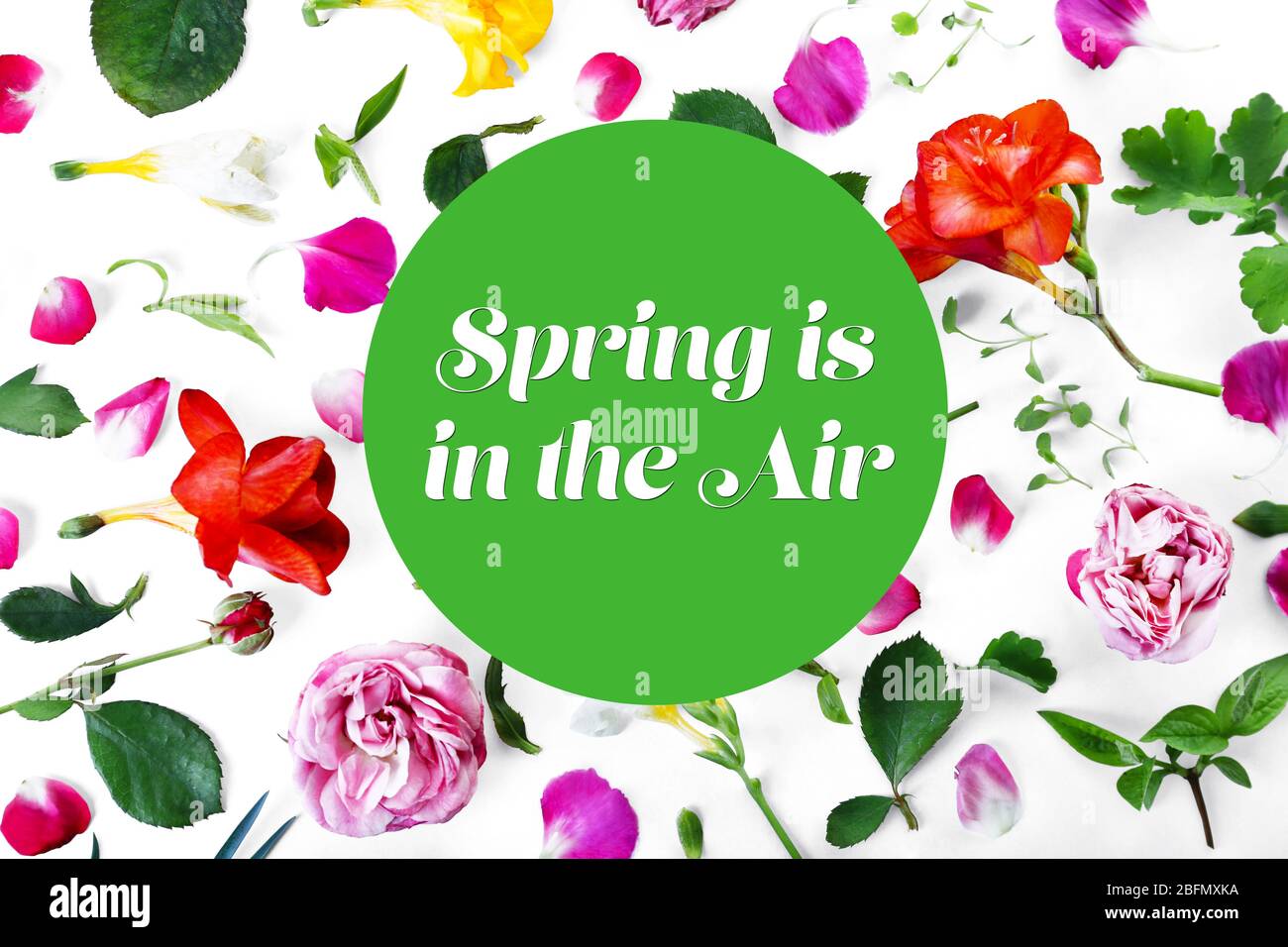 Spring concept. Leaves and petals of spring flowers on white background ...