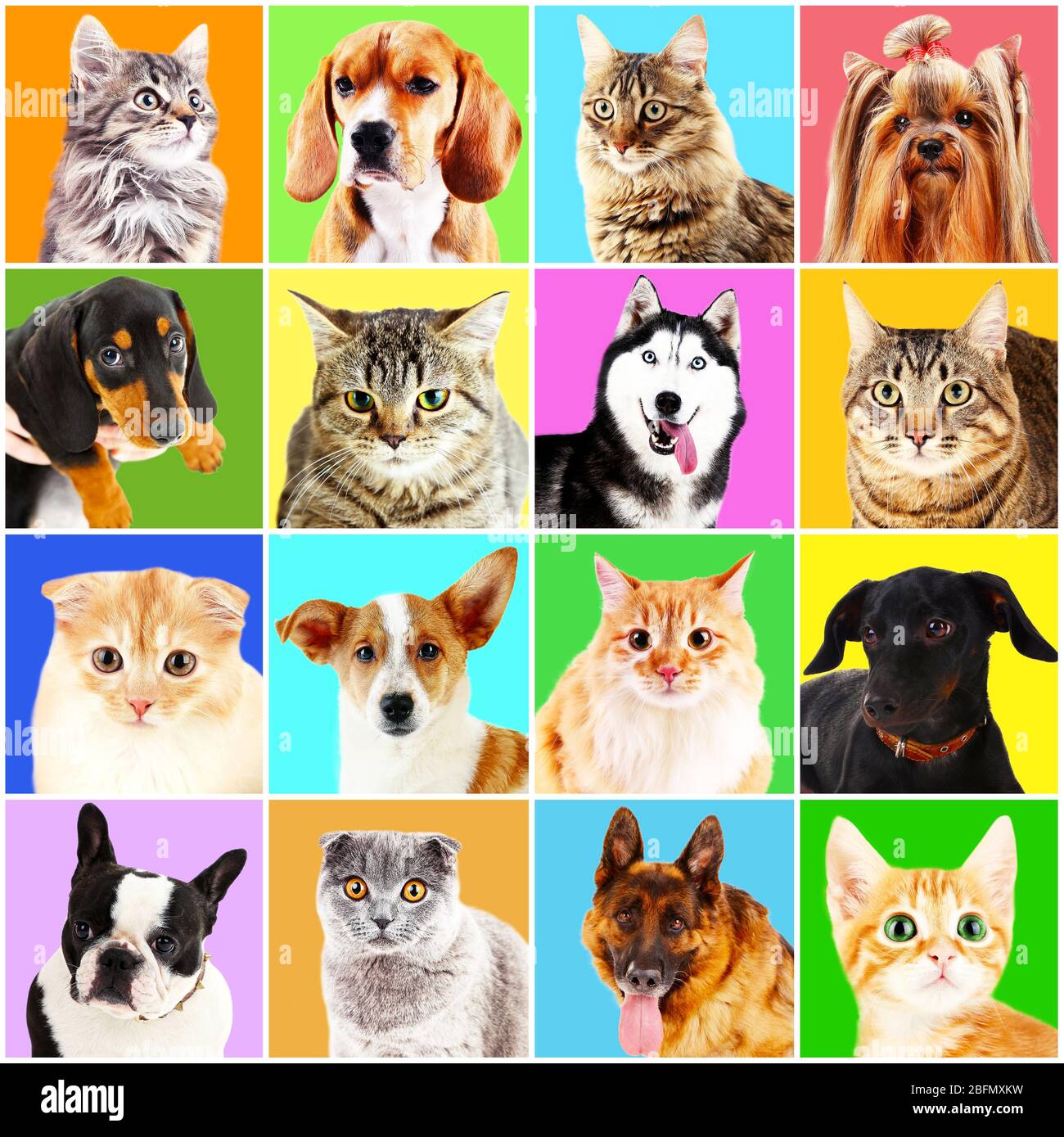 Cats Collage Background