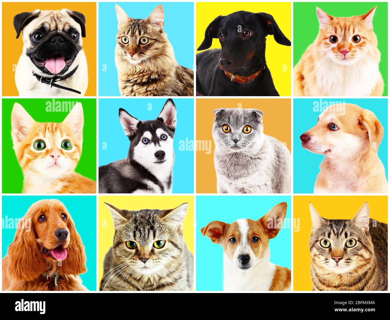 Dogs and cats portraits on bright backgrounds Stock Photo - Alamy