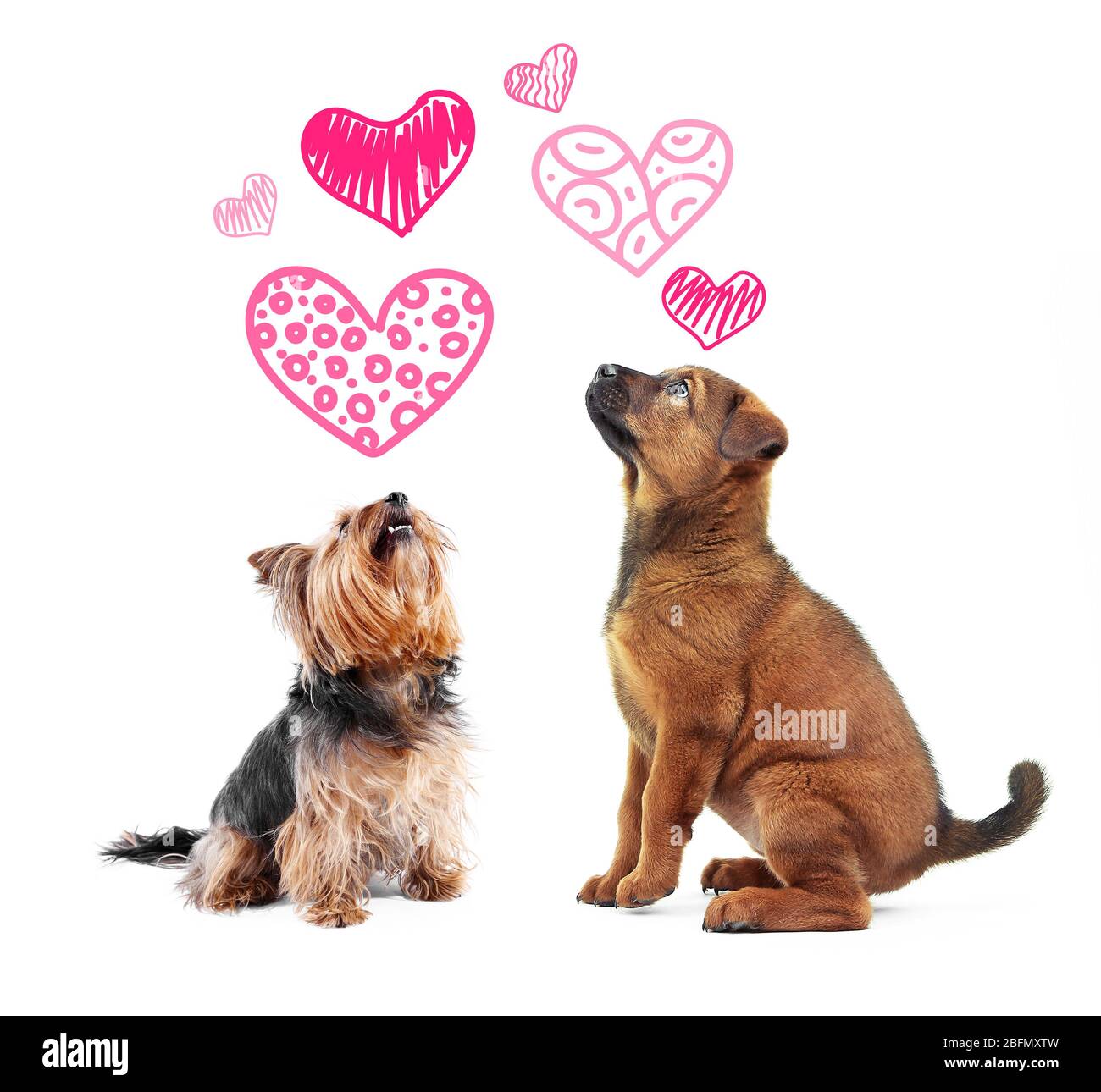 Two dogs together, isolated on white Stock Photo - Alamy