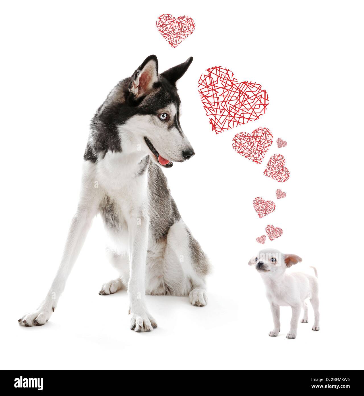 Two dogs together, isolated on white Stock Photo - Alamy