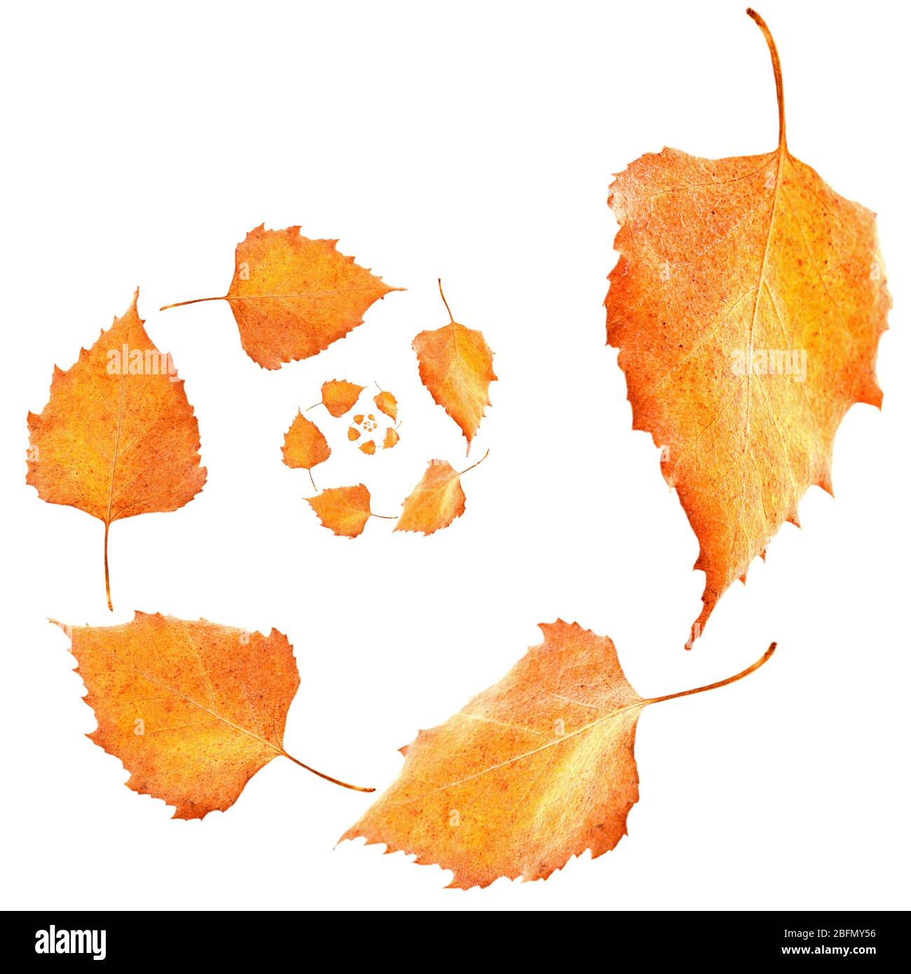 Abstract spiral leaf pattern Cut Out Stock Images & Pictures - Alamy