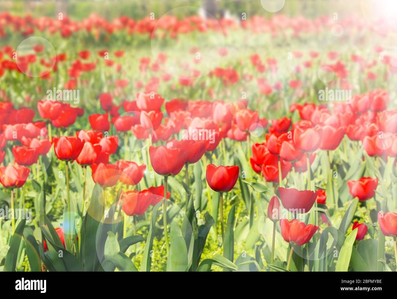Beautiful field of red tulips with sunlight Stock Photo - Alamy