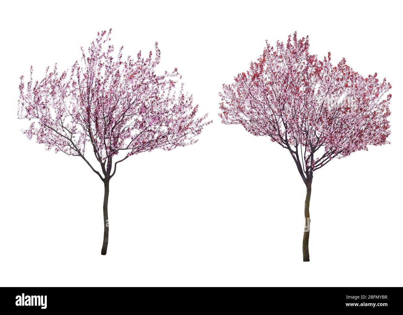 Pink cherry tree trees Cut Out Stock Images & Pictures - Alamy