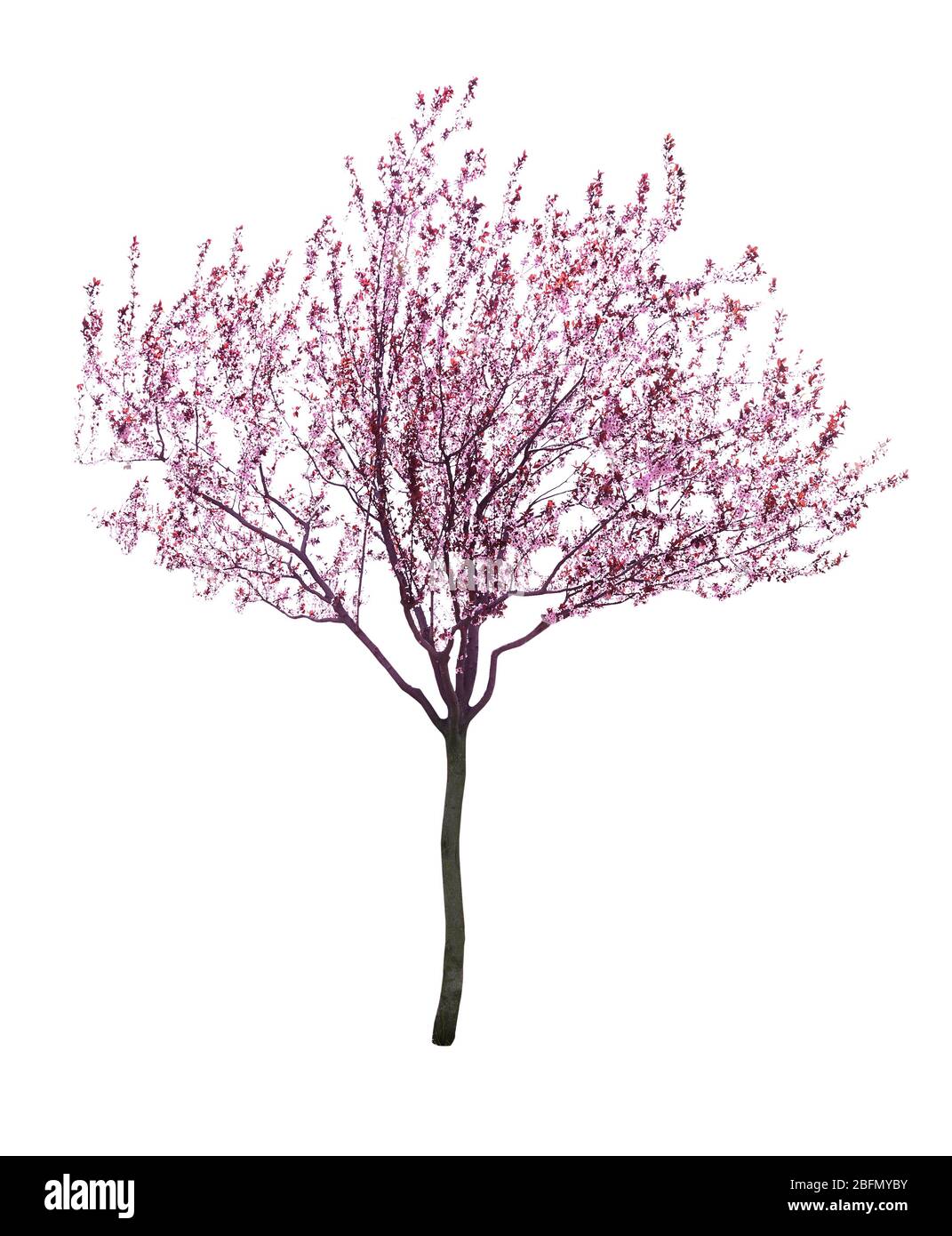Branches white pink sakura Cut Out Stock Images & Pictures - Alamy