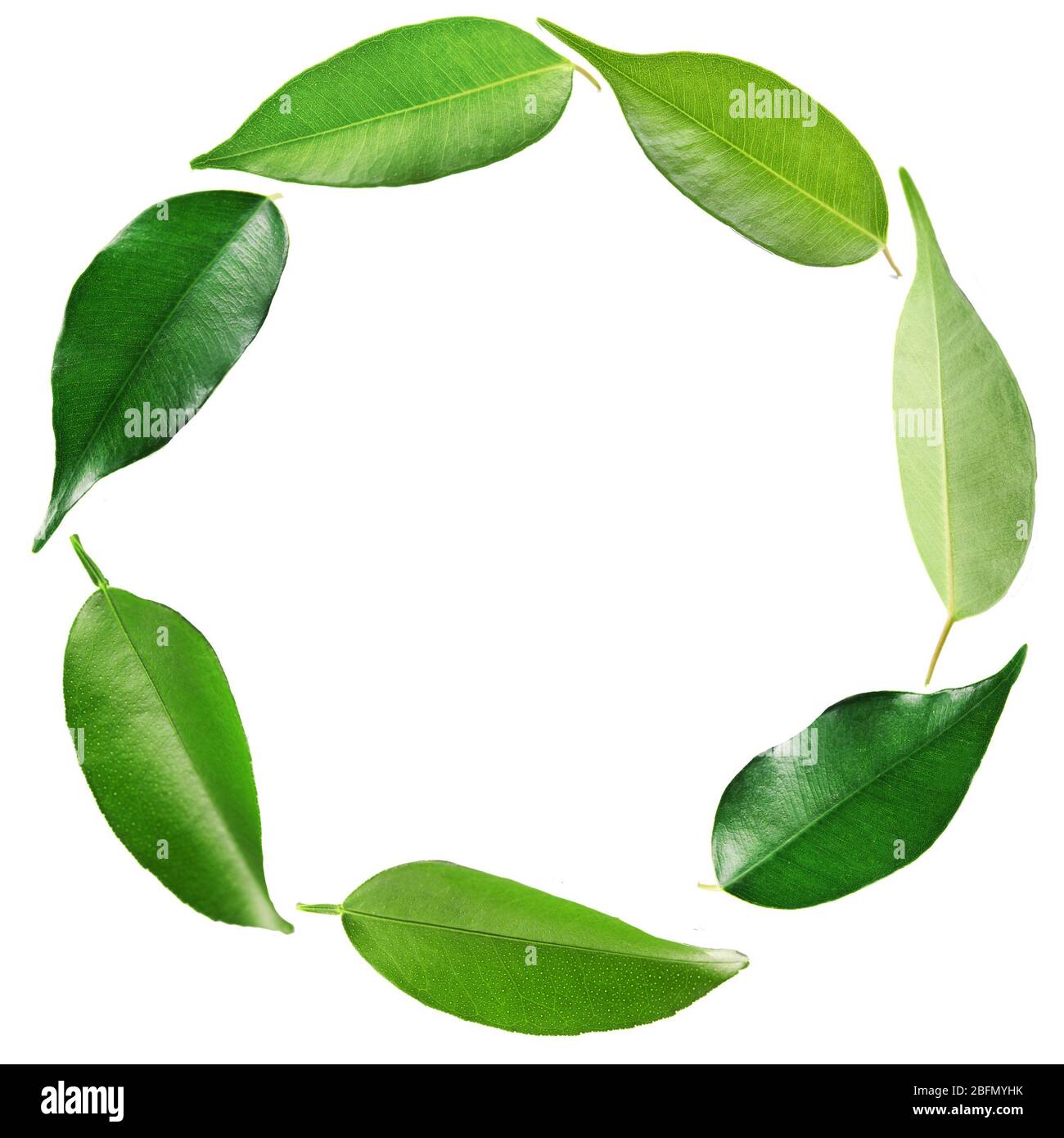 Round leaf tea tree hi-res stock photography and images - Alamy