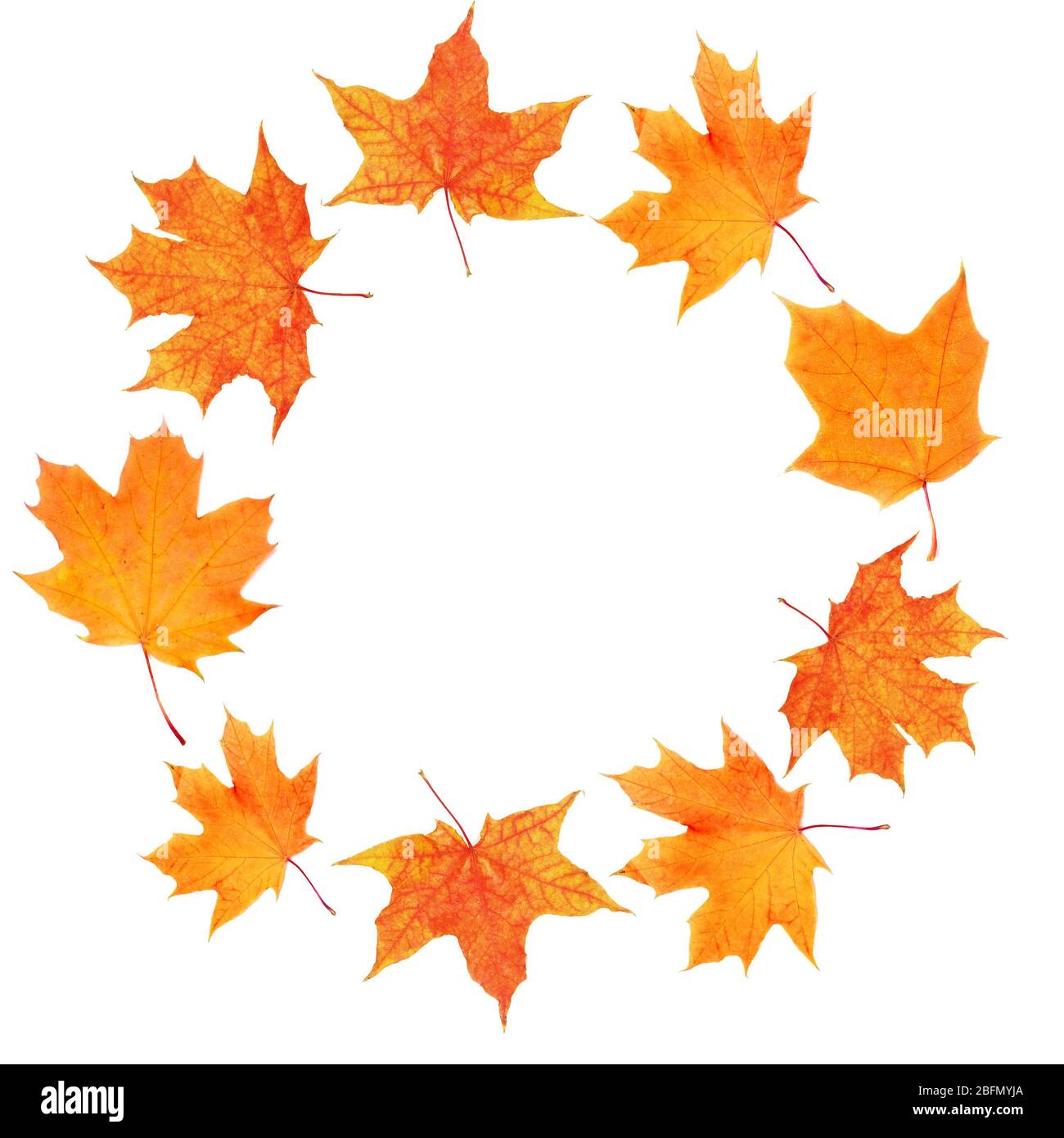 Maple leaf and curl hi-res stock photography and images - Alamy