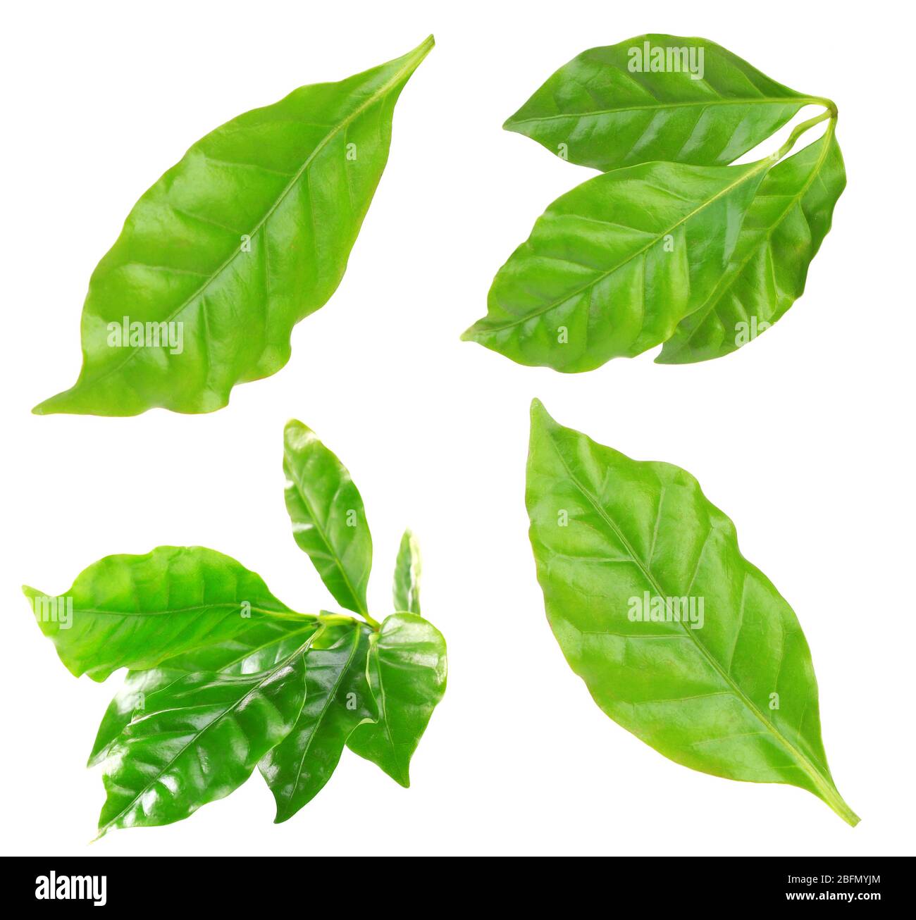 Collage of fresh green coffee leaves, isolated on white Stock Photo - Alamy