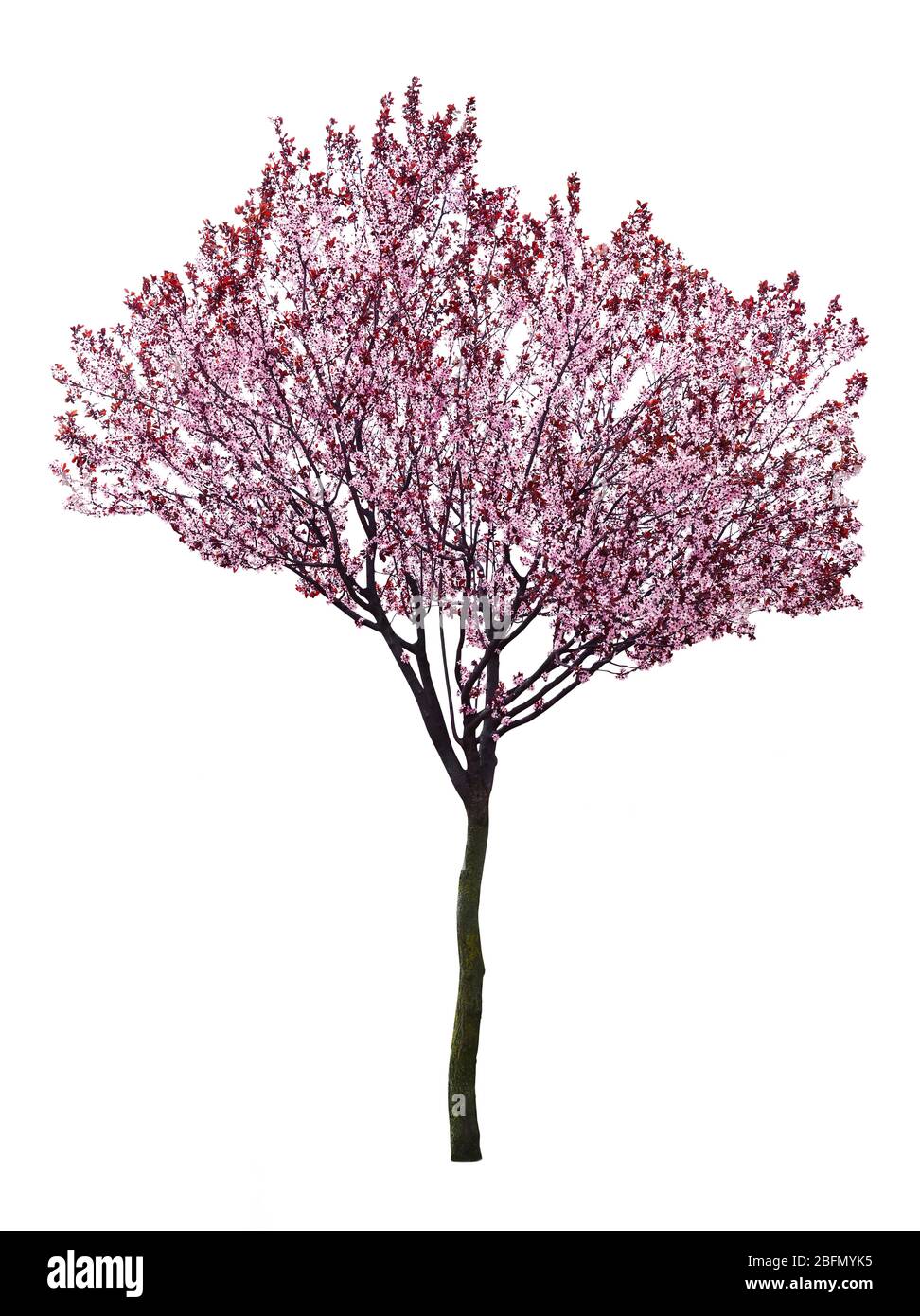 Branches white pink sakura Cut Out Stock Images & Pictures - Alamy