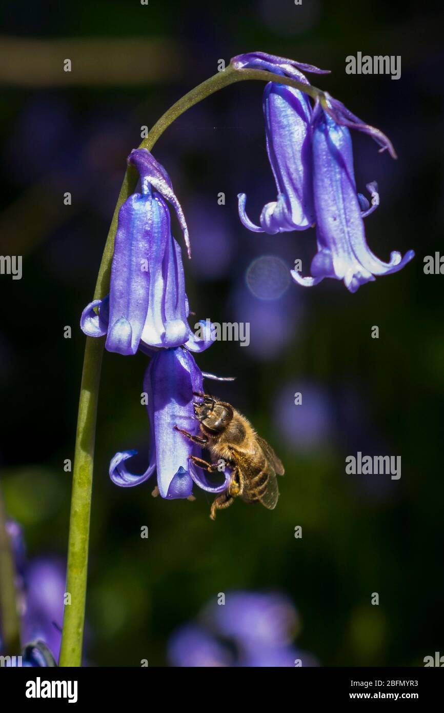 Native honey bee uk hi-res stock photography and images - Alamy