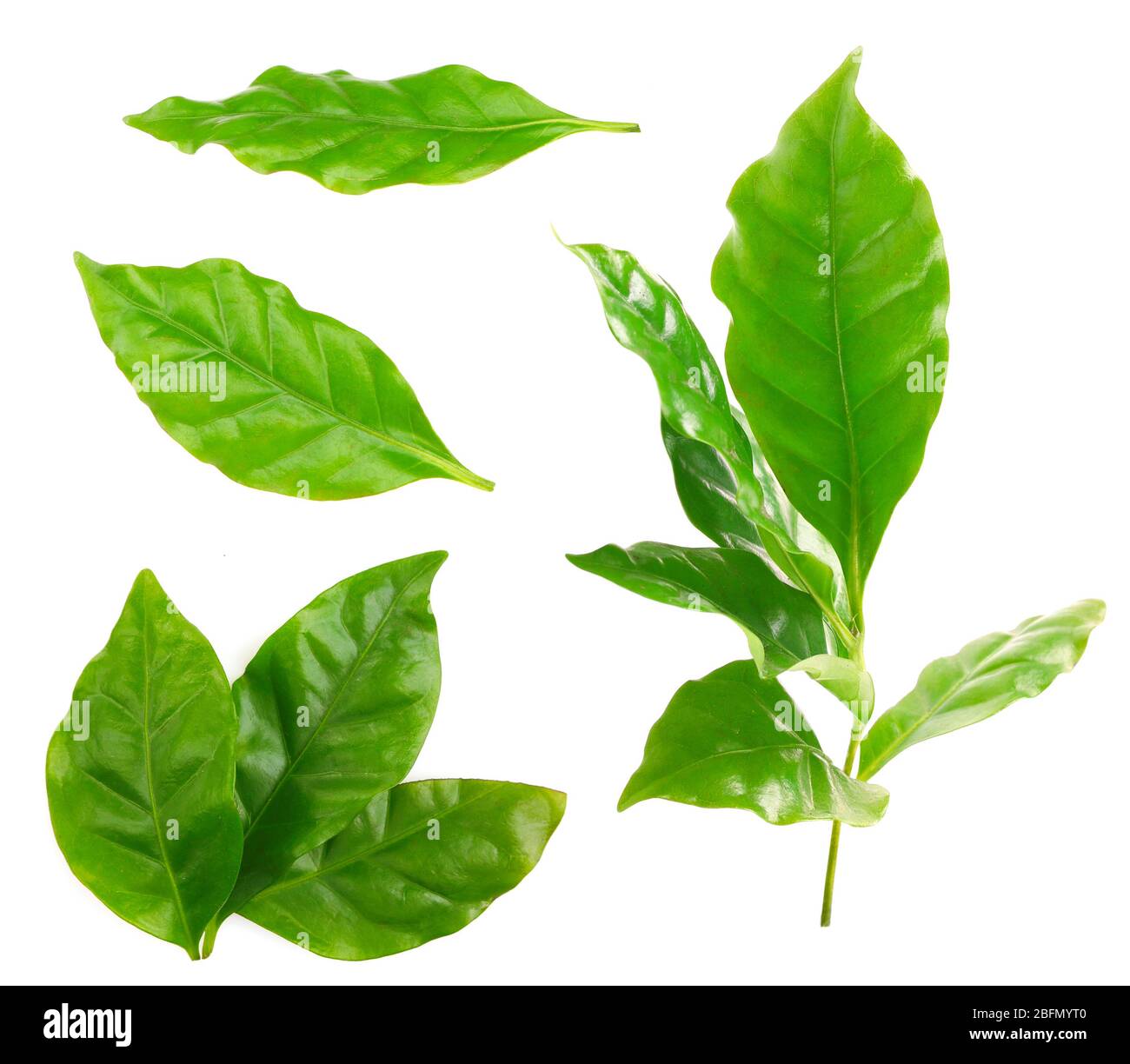 Collage of fresh green coffee leaves, isolated on white Stock Photo - Alamy