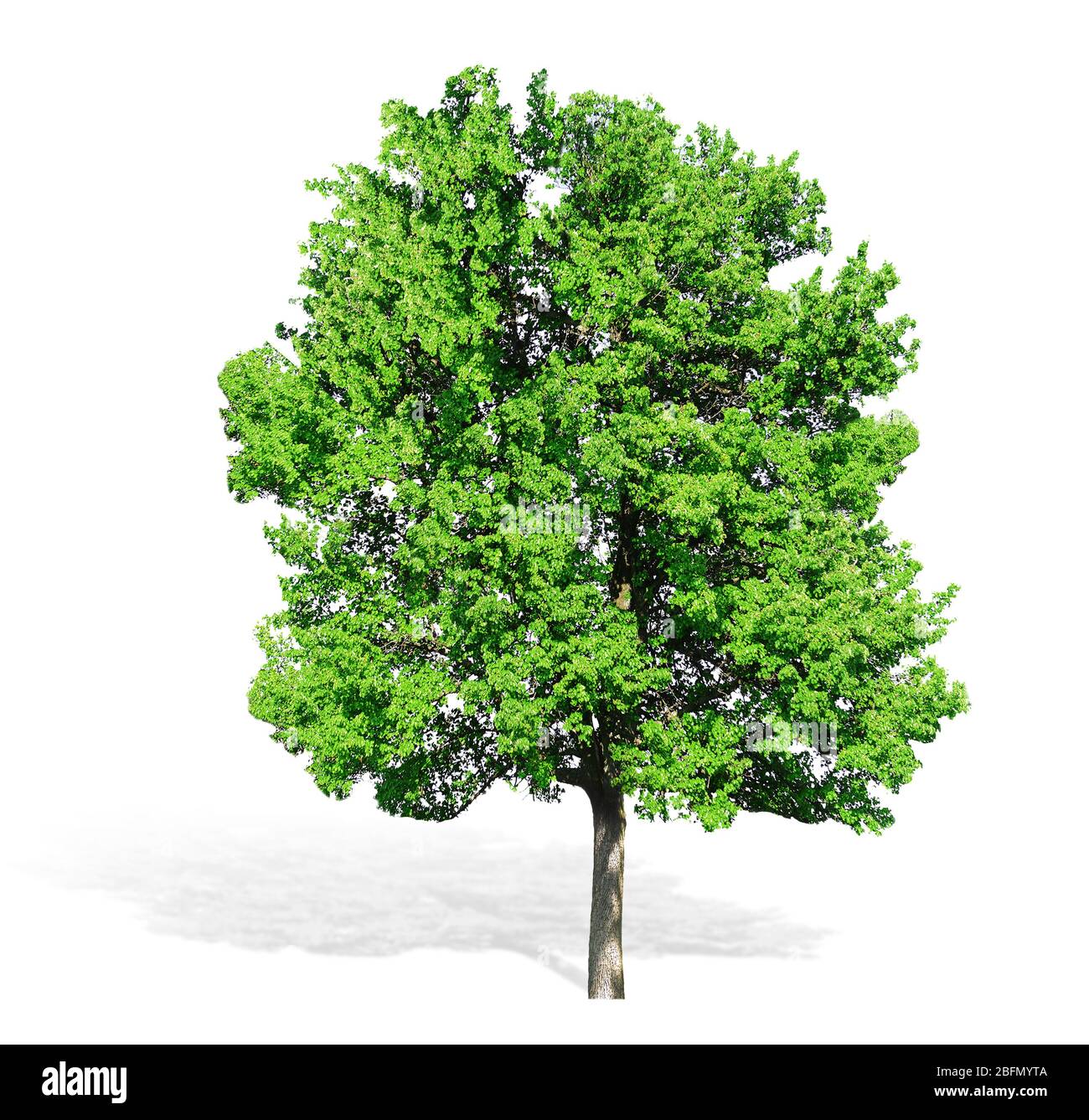 Alone tree, isolated on white Stock Photo - Alamy