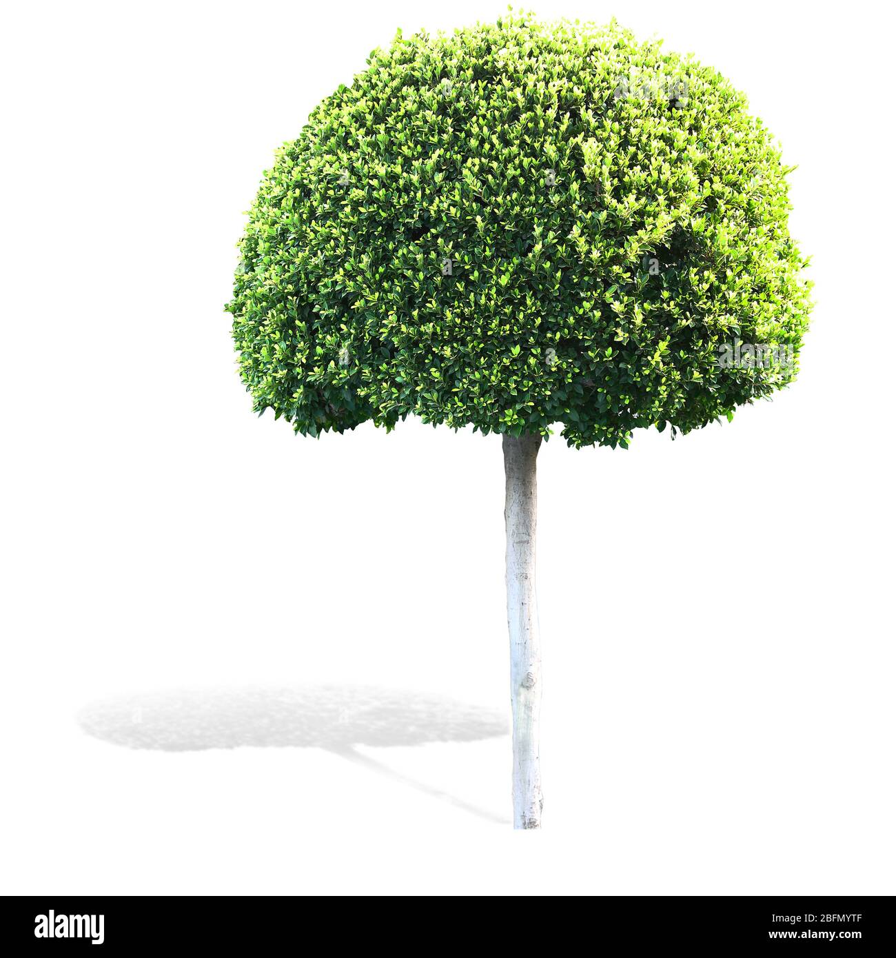 Alone tree, isolated on white Stock Photo - Alamy