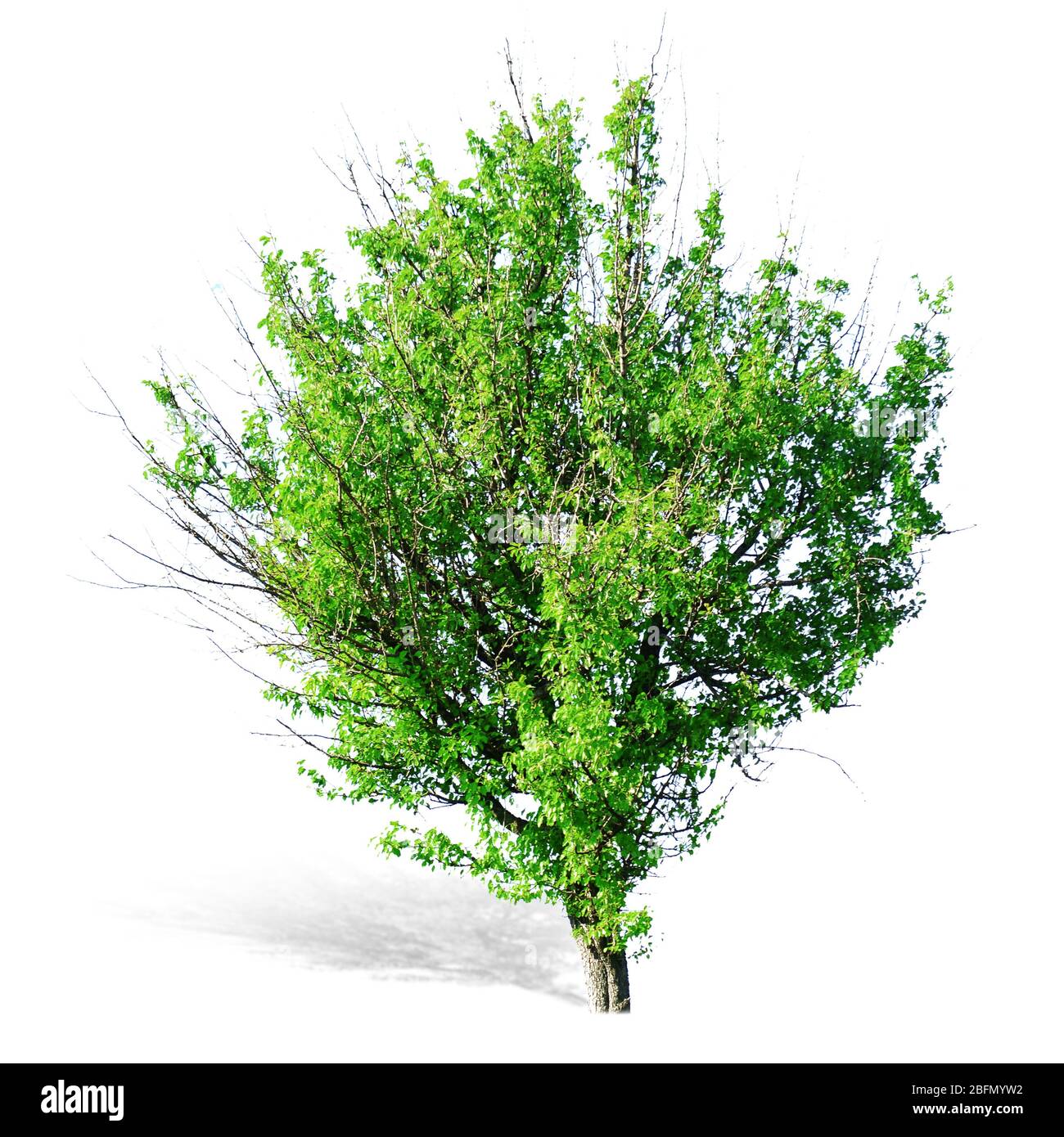 Alone tree, isolated on white Stock Photo - Alamy